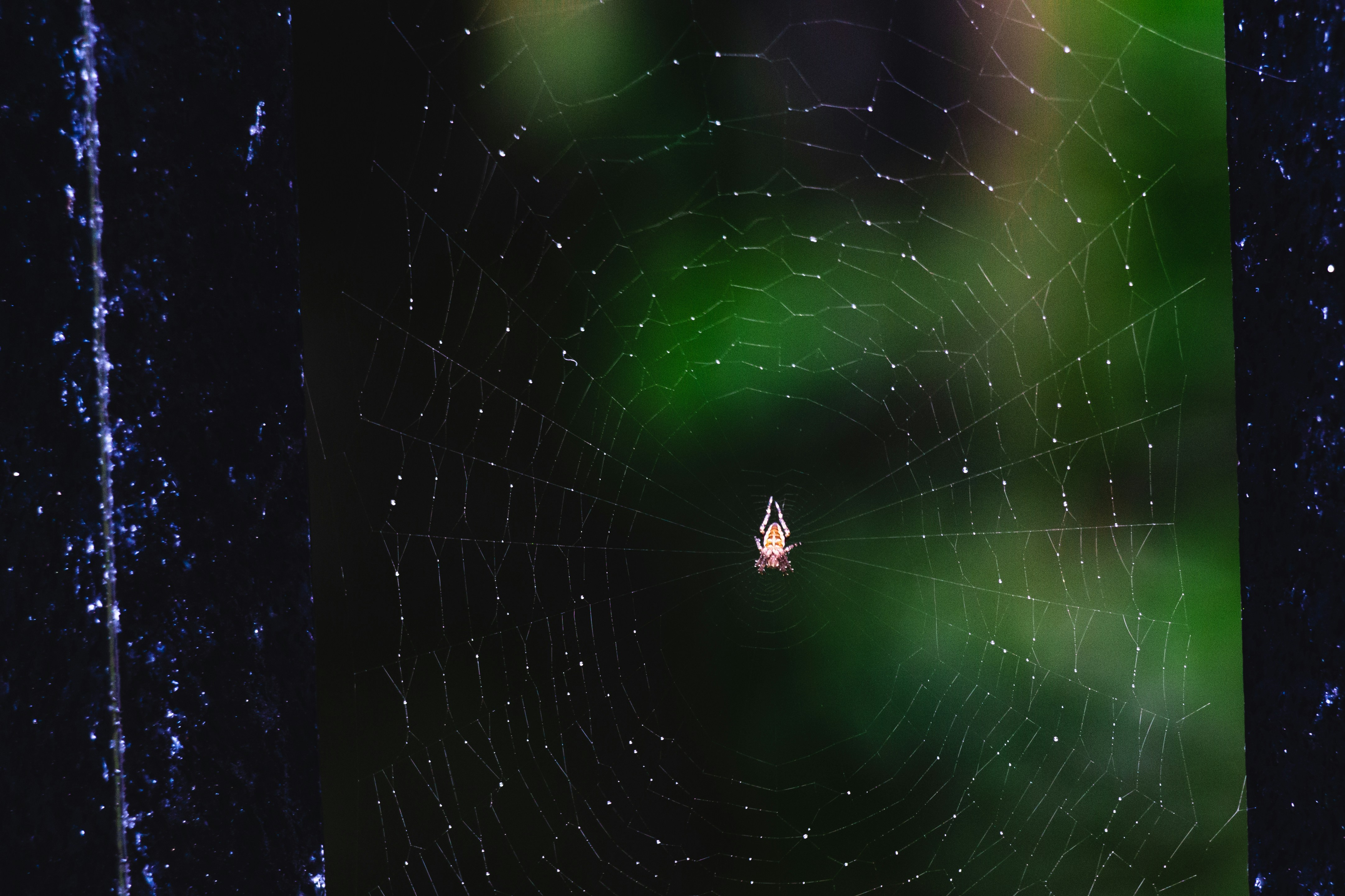 Brown spider on spider web in close up photography photo – Free Animal ...