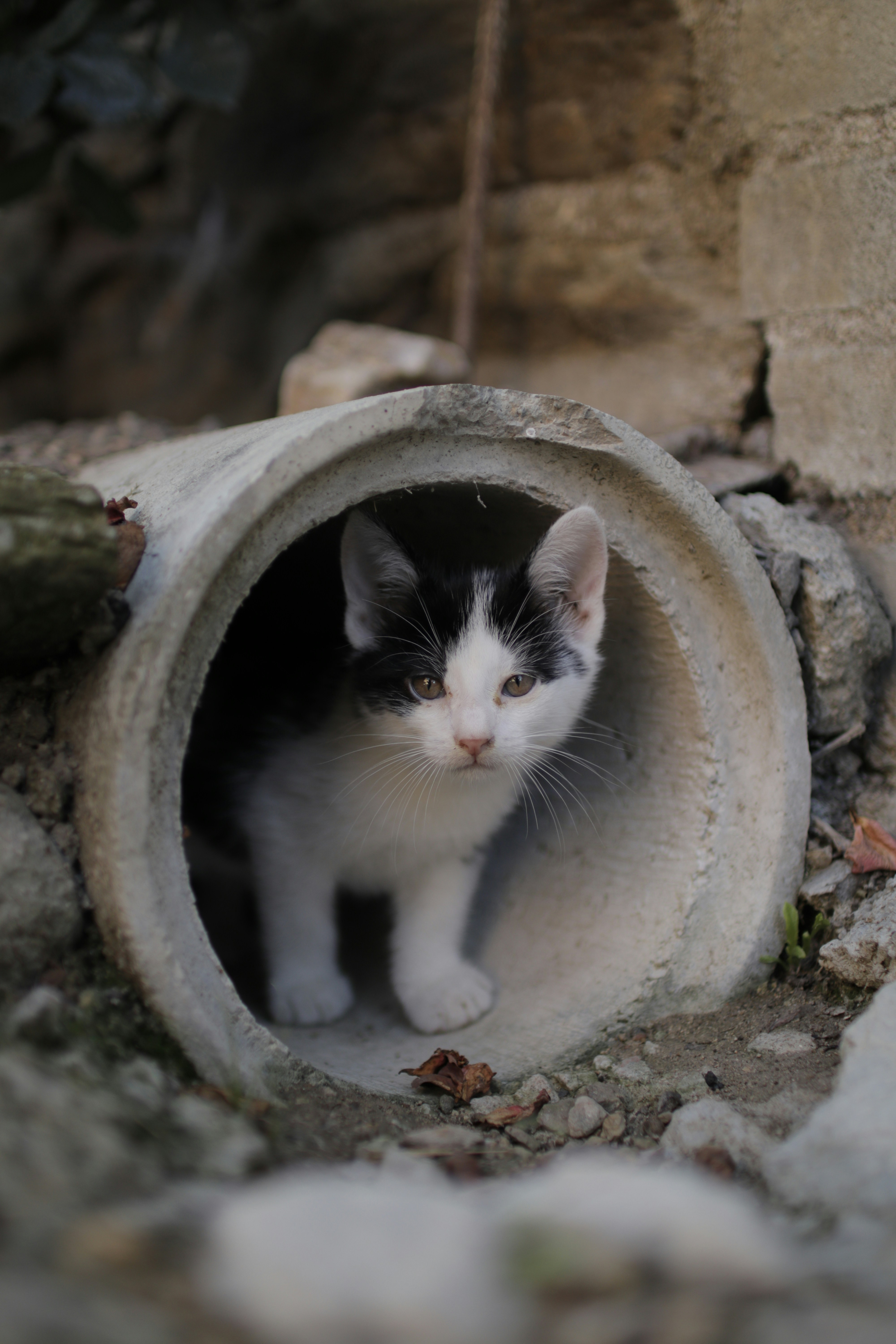 white and black cat on gray concrete hole