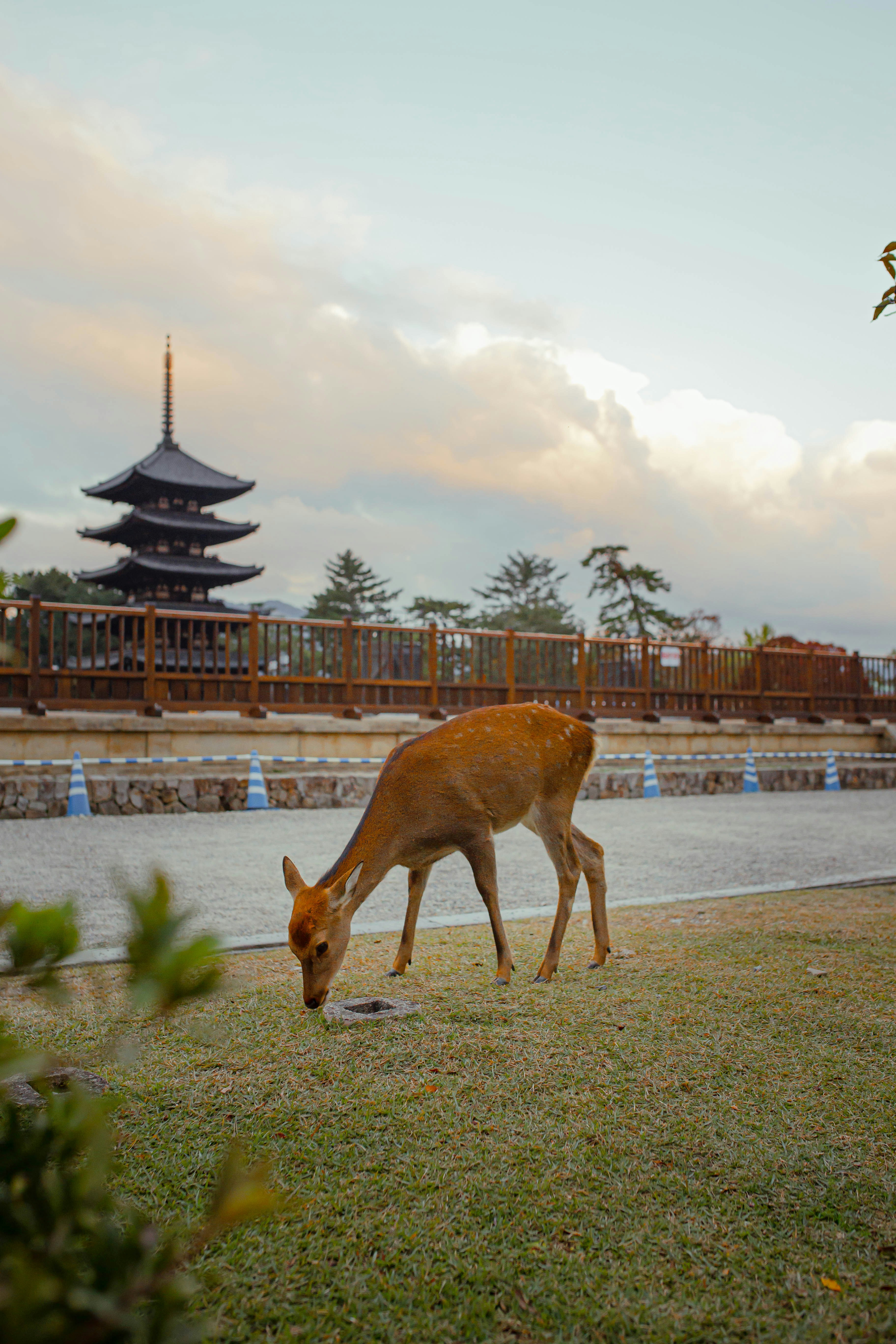 A deer grazes on lush grass in a serene park setting, with a traditional pagoda in the background under a softly lit sky.