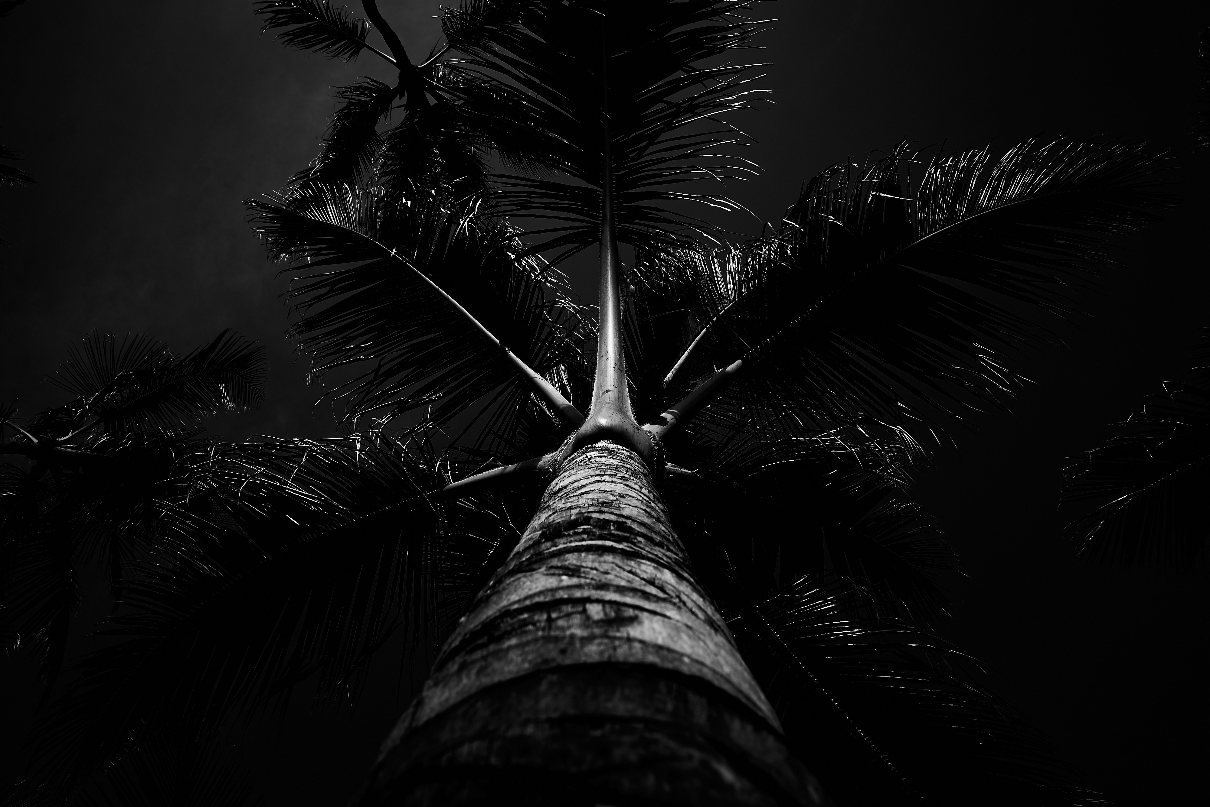 low angle photography of palm tree
