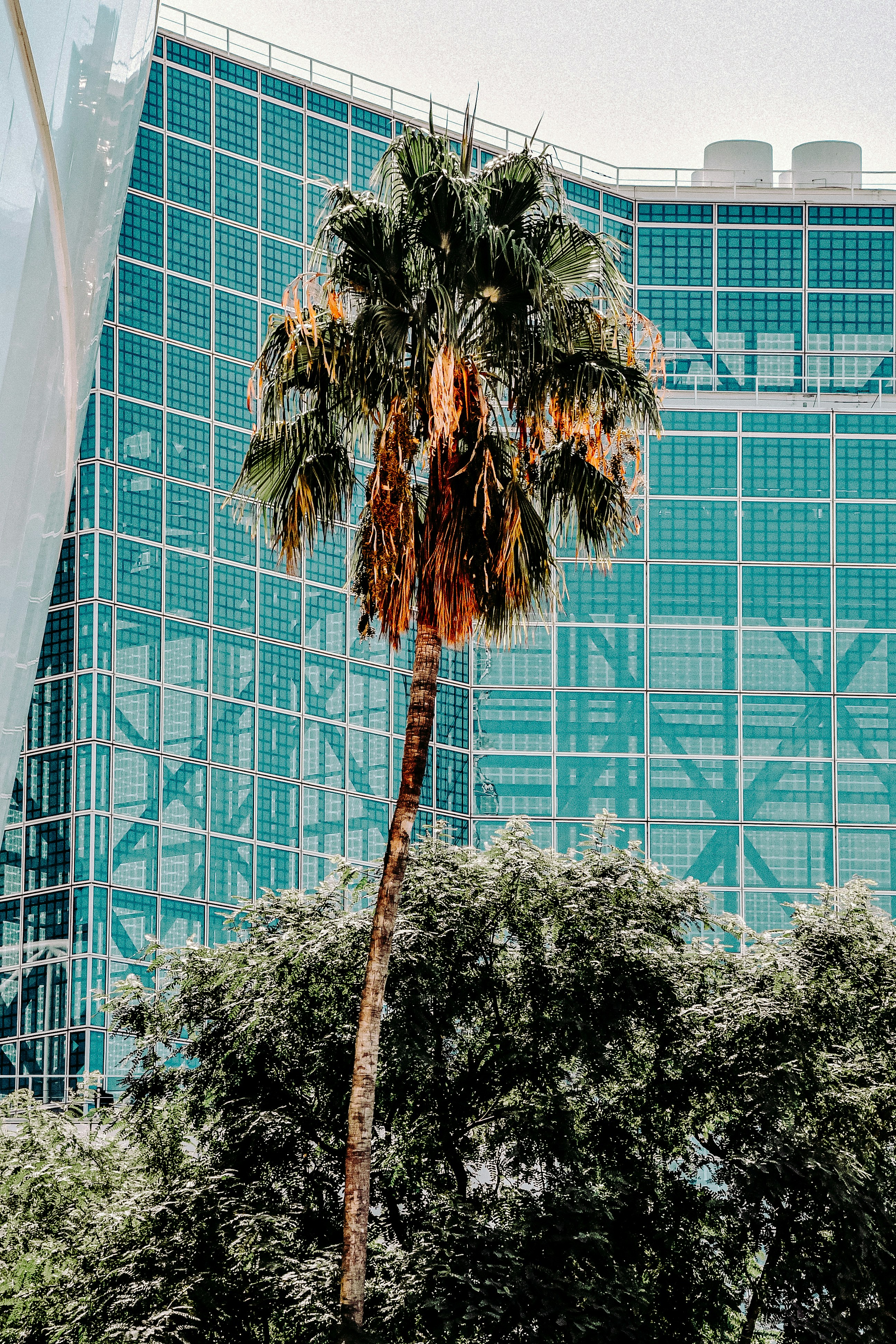 Palm Tree Against a Teal Glass Facade