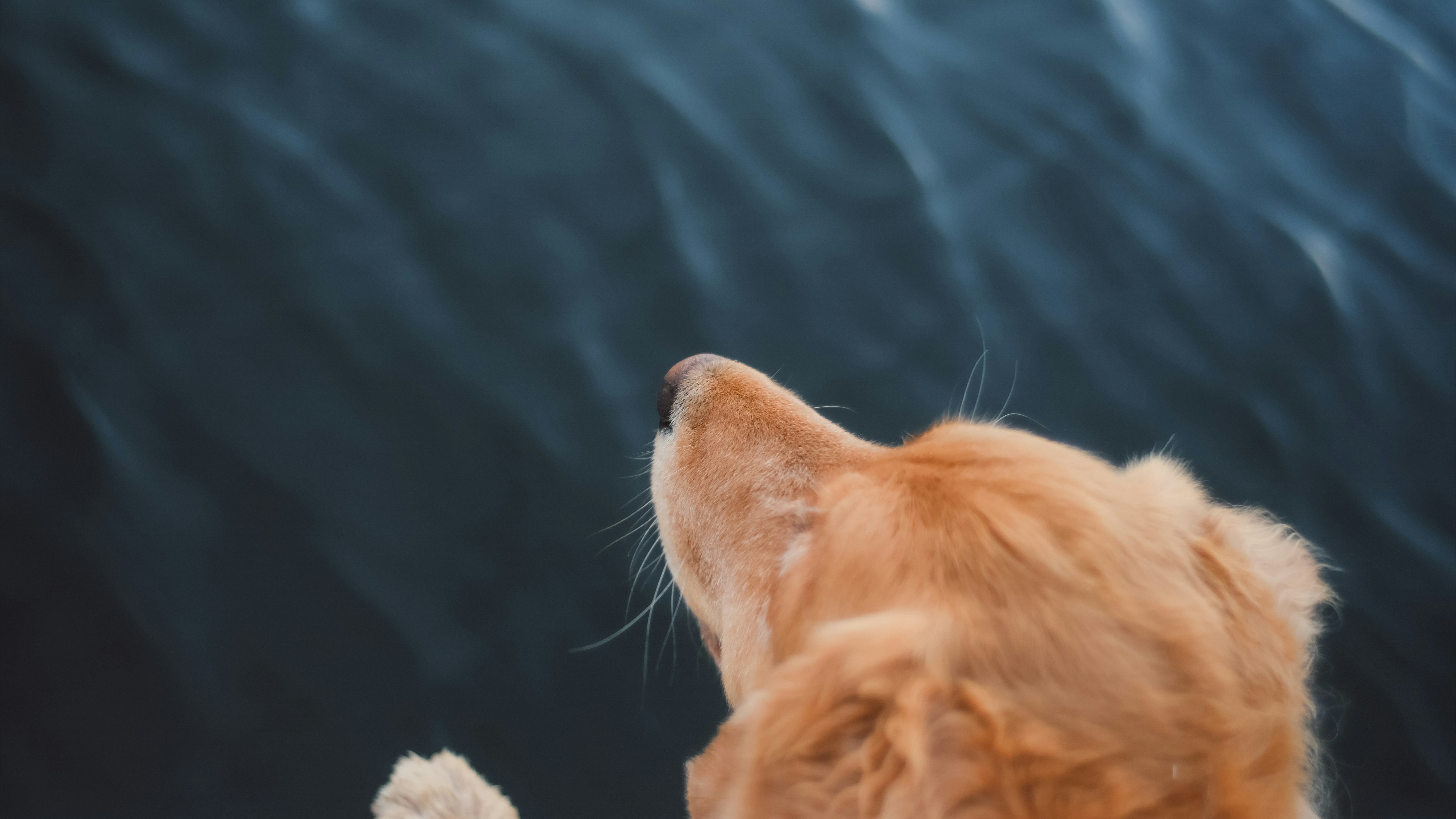 Golden retriever gazing thoughtfully at the shimmering water surface, embodying a moment of tranquility.