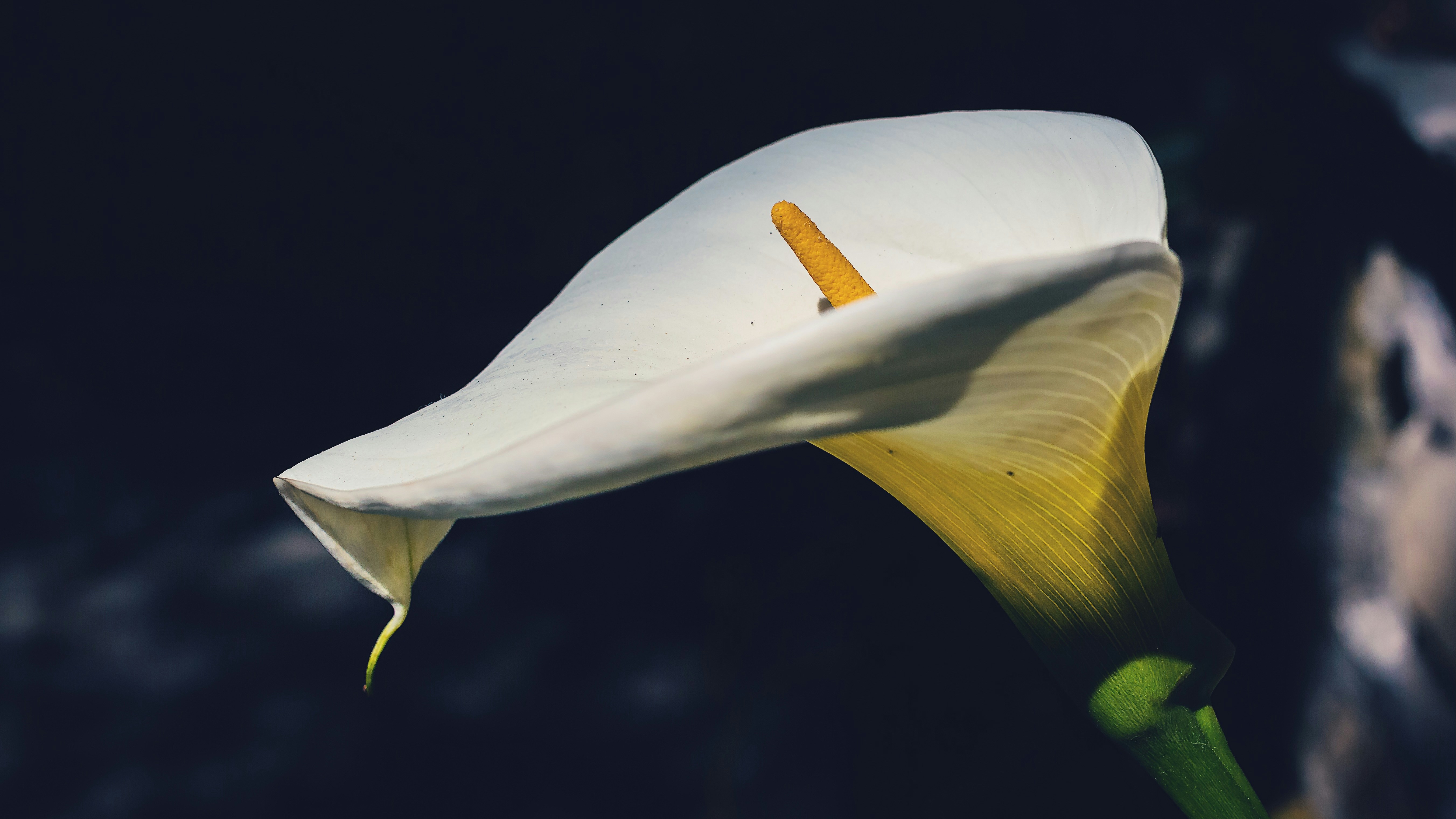 Calla in Velvet Darkness: White Bloom with a Golden Spadix