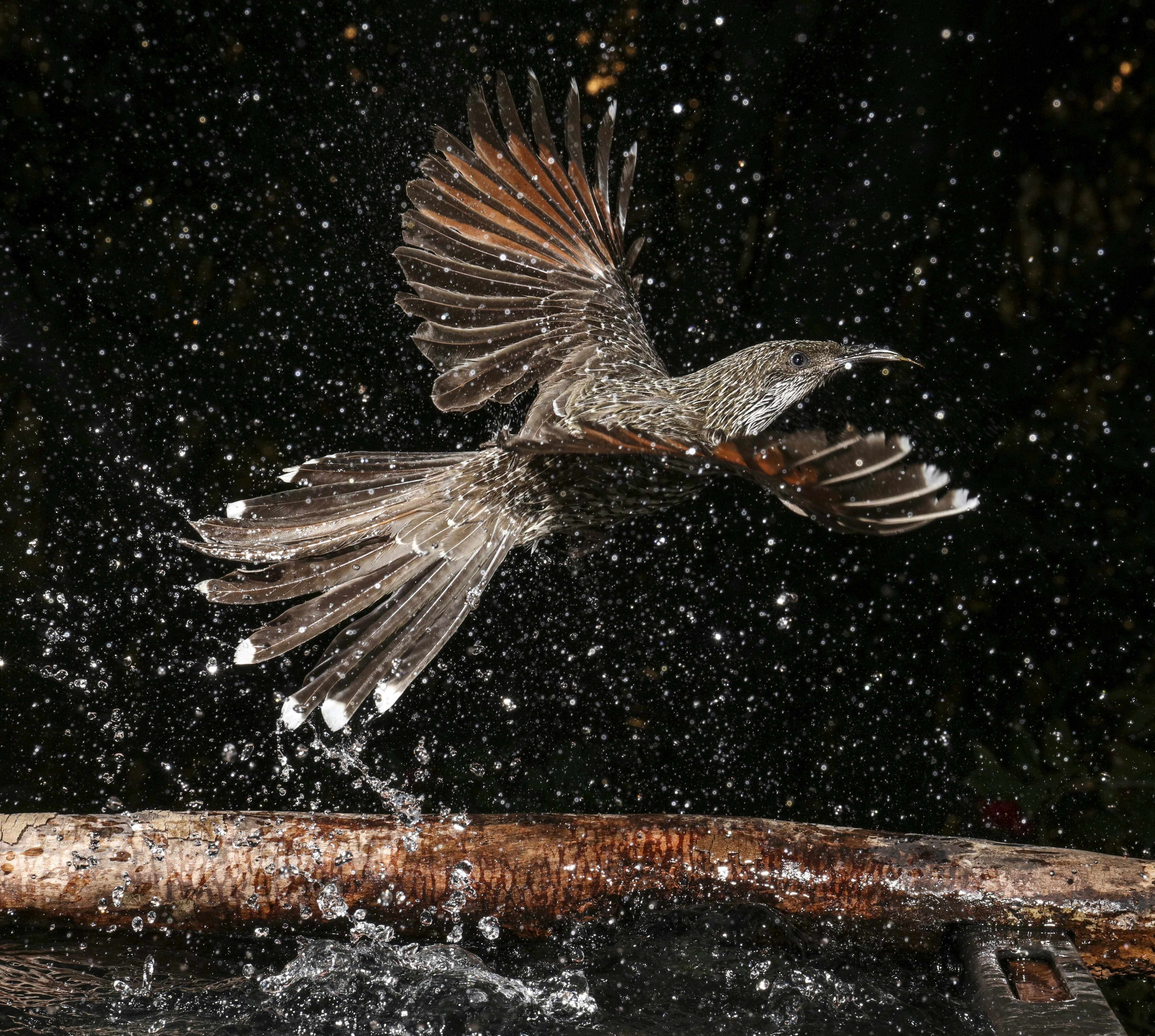 Bird taking flight from a waterlogged log, sending droplets cascading in its wake.