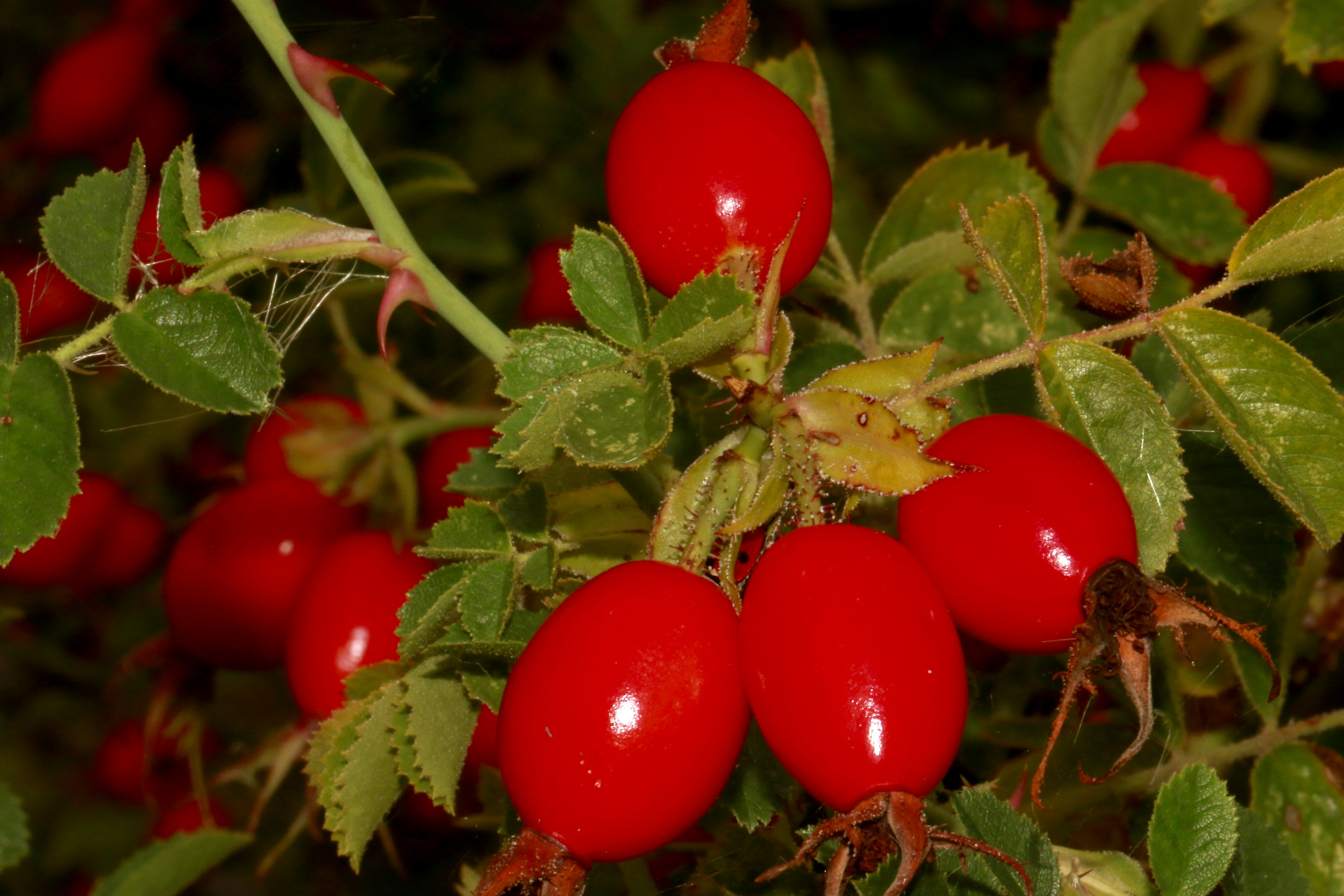 red round fruits on green leaves