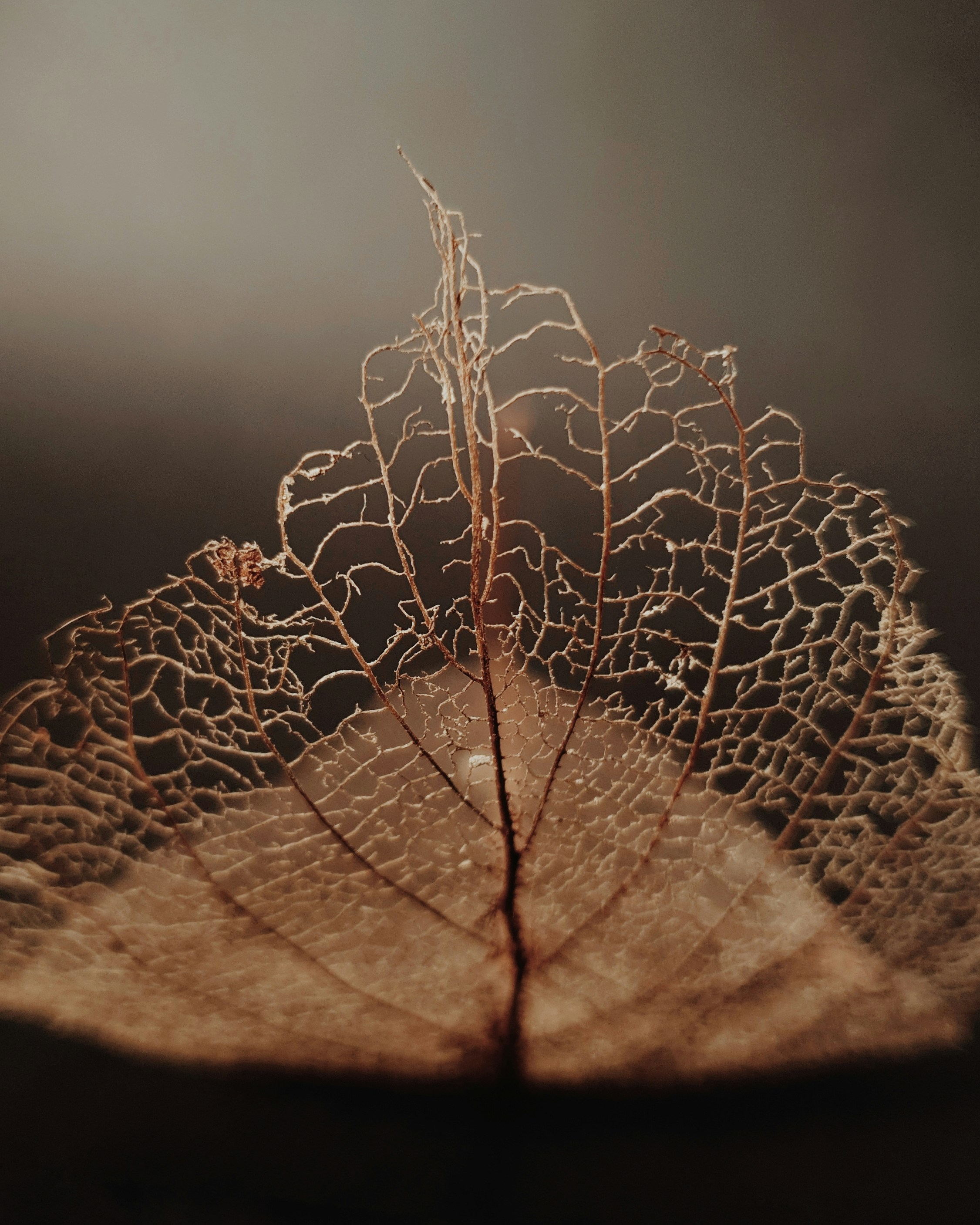 Delicate skeleton of a leaf illuminated against a soft background, showcasing intricate textures and patterns.