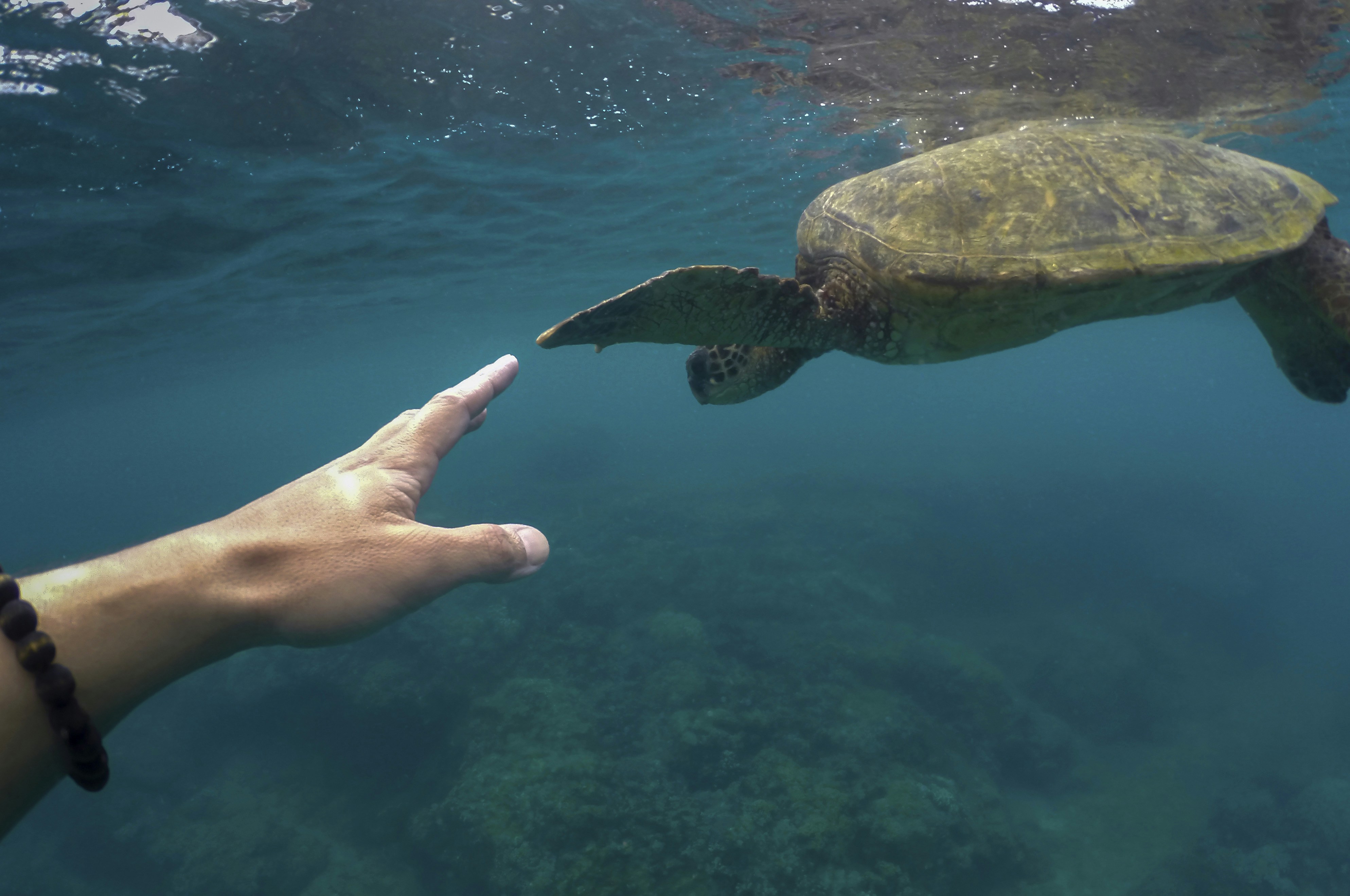A palm extends toward a sea turtle gliding beneath clear blue water. The shot captures a quiet moment of connection in a vibrant underwater scene.