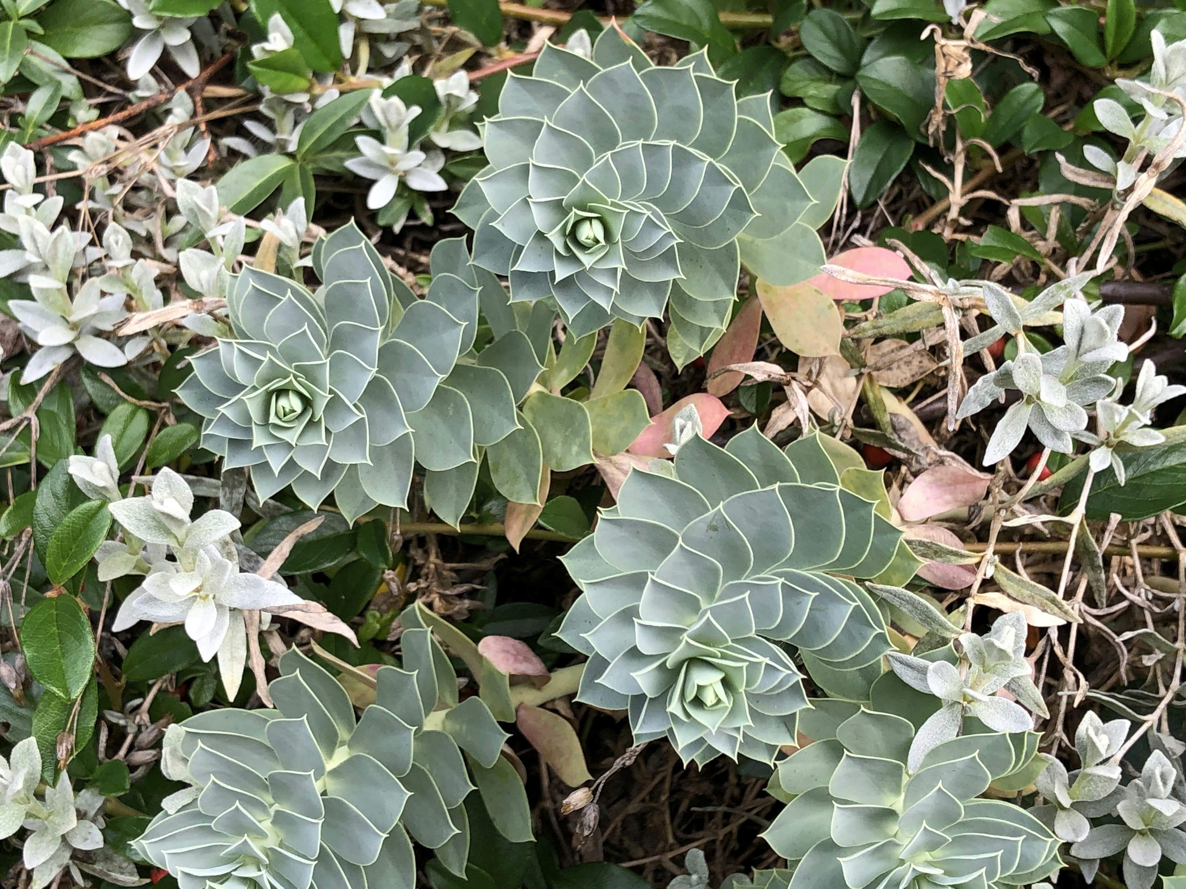 Green spiral succulents amidst dry foliage and small white flowers.