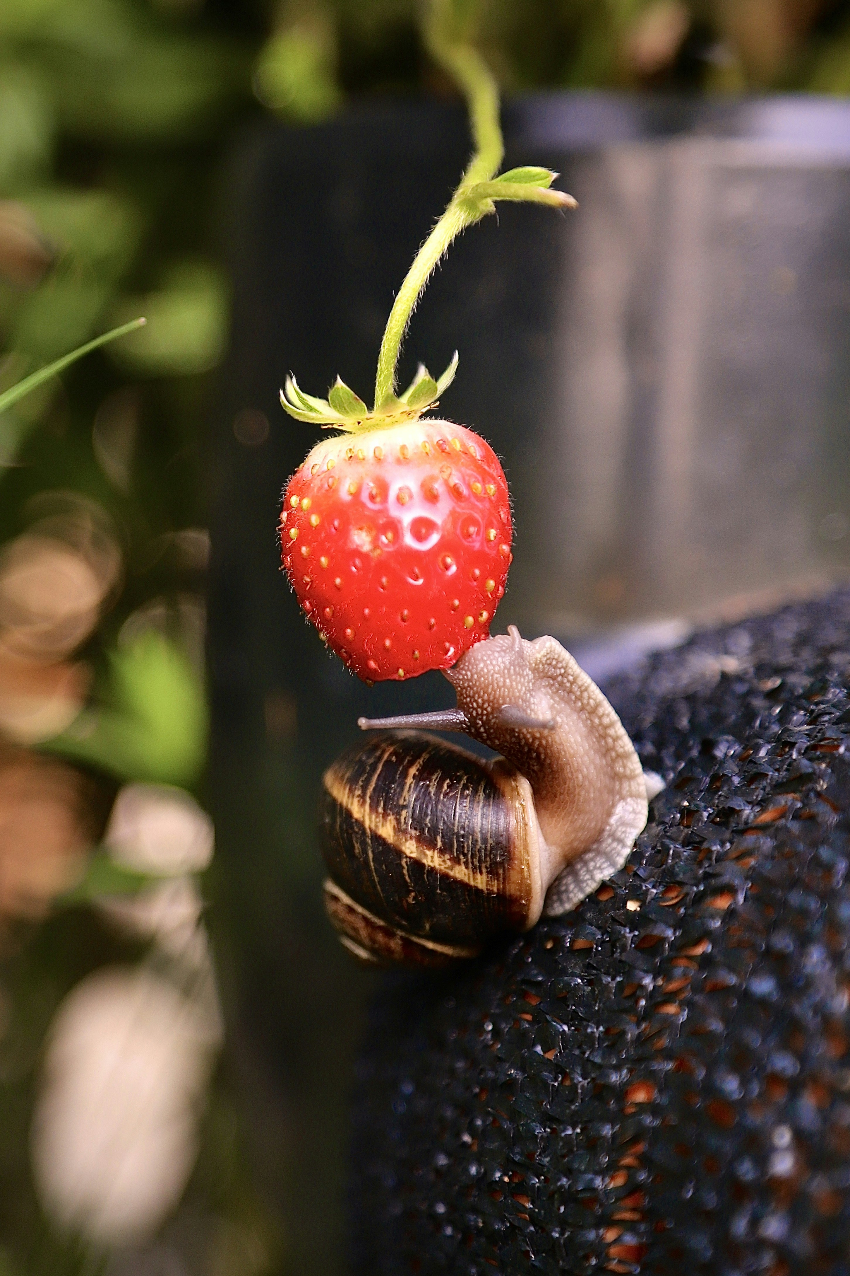 Strawberry Summit: A Snail's Delicate Acrobatics on a Mesh Stage
