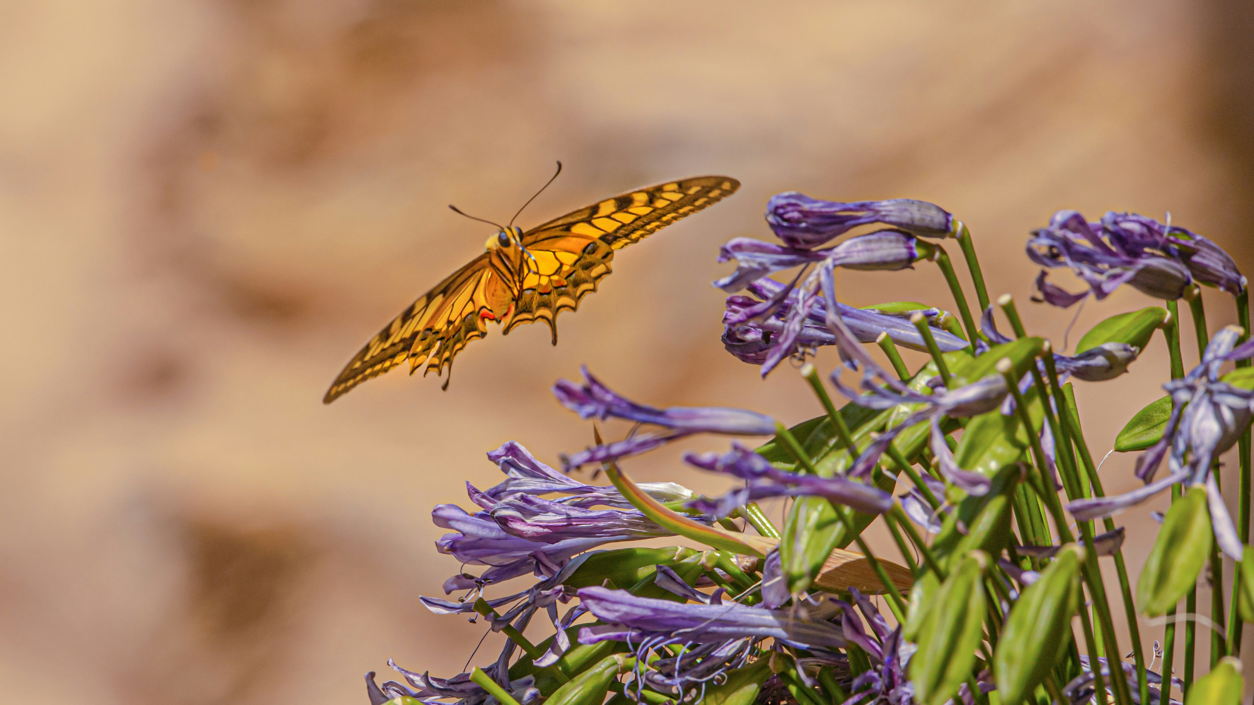 Swallowtail butterfly approaching lilac flower