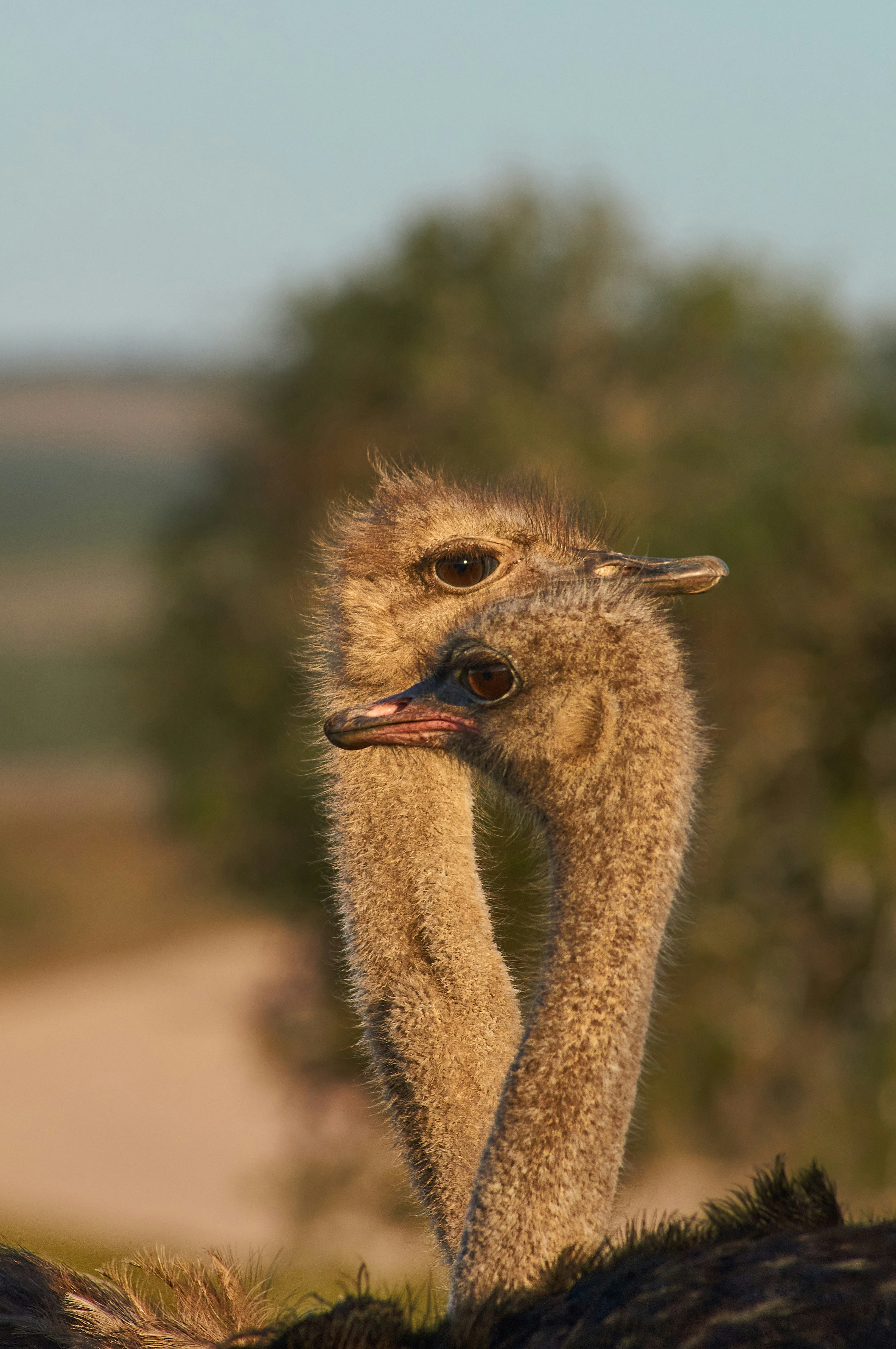 Golden Hour Gaze: Twin Emu Necks in Quiet Light
