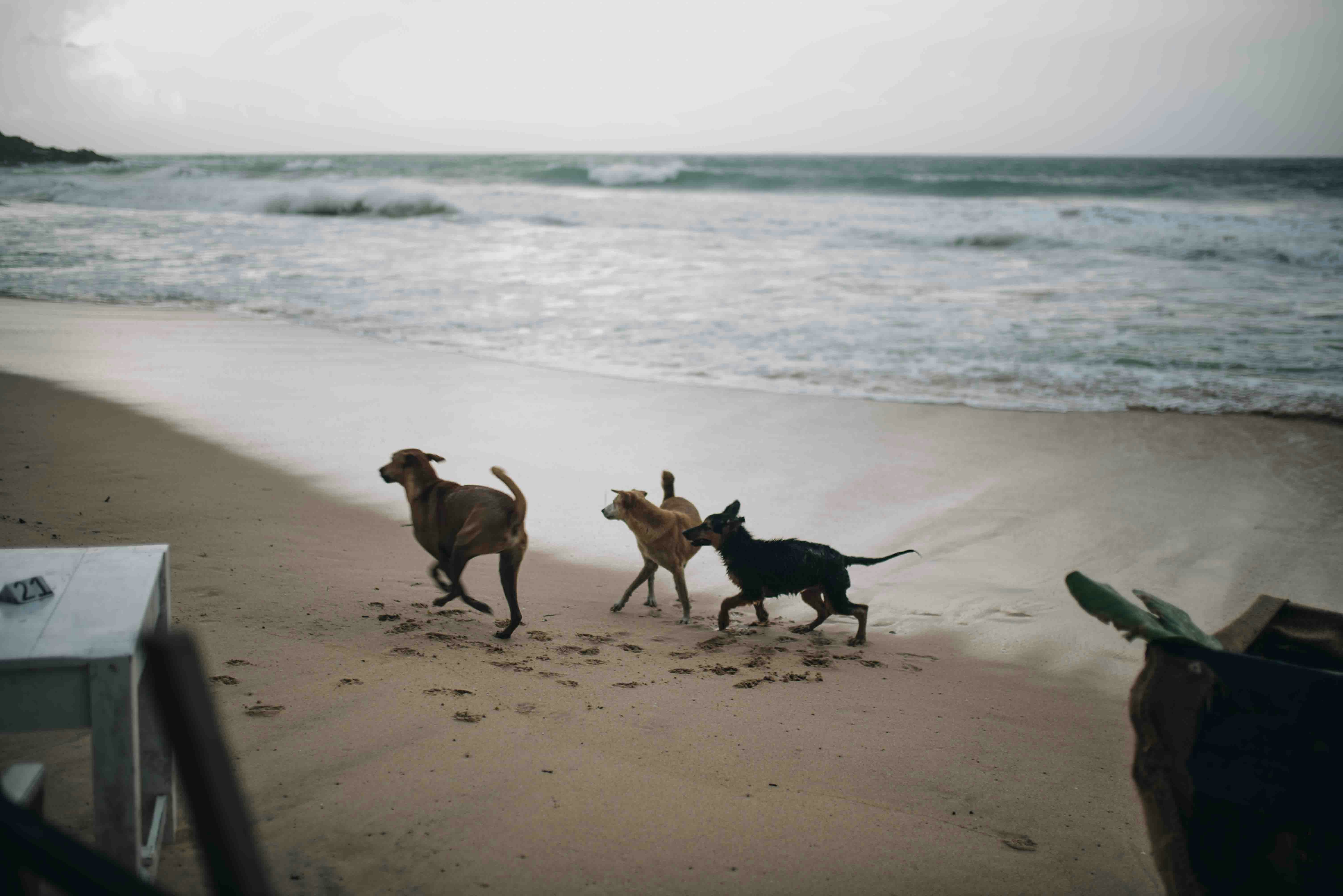 Three dogs on beach shore during daytime photo – Free Beach Image on ...