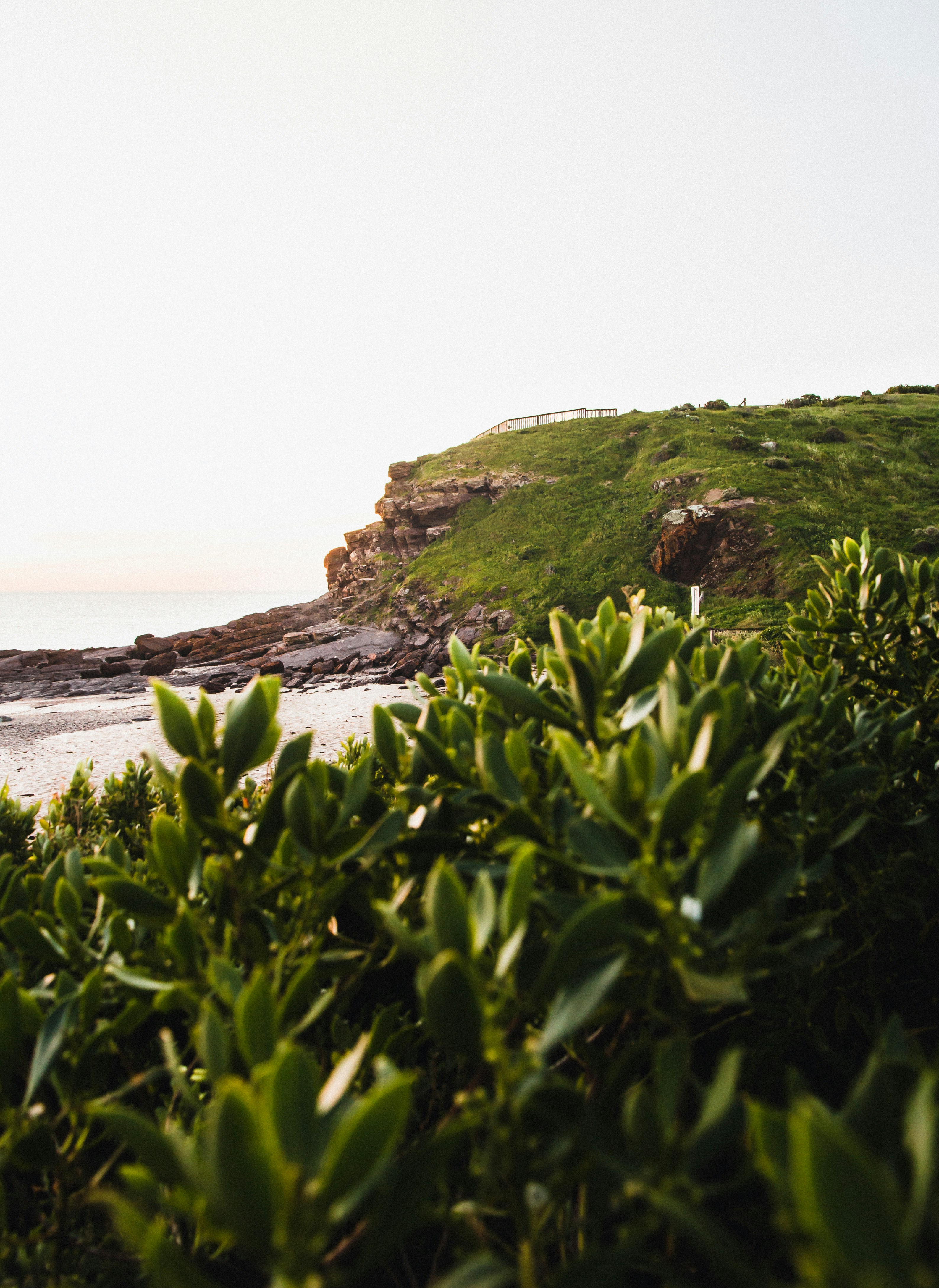 Cliffside Greenery at Dusk