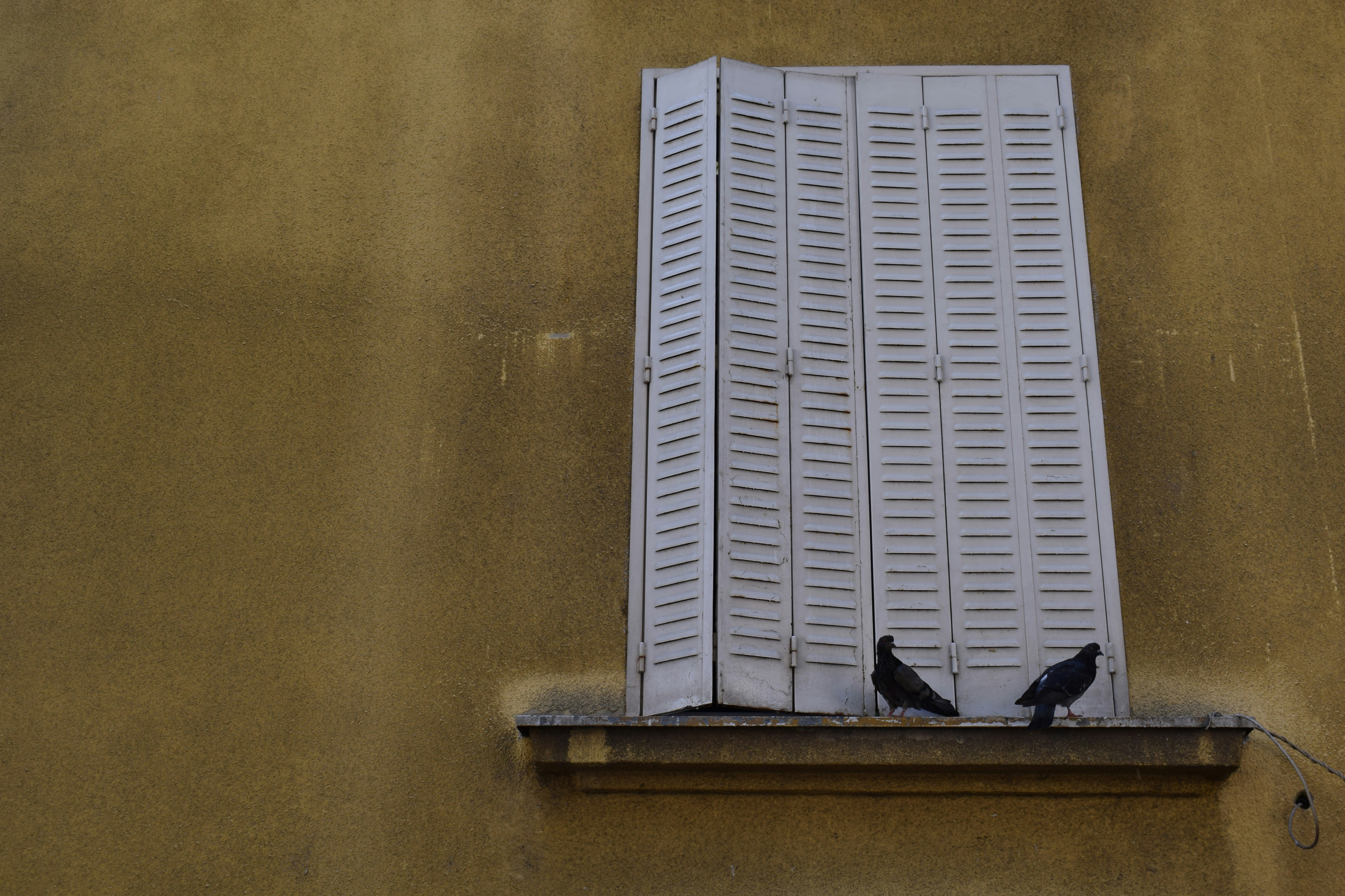 Two crows perched on a windowsill beneath a weathered shutter on a vibrant yellow wall.