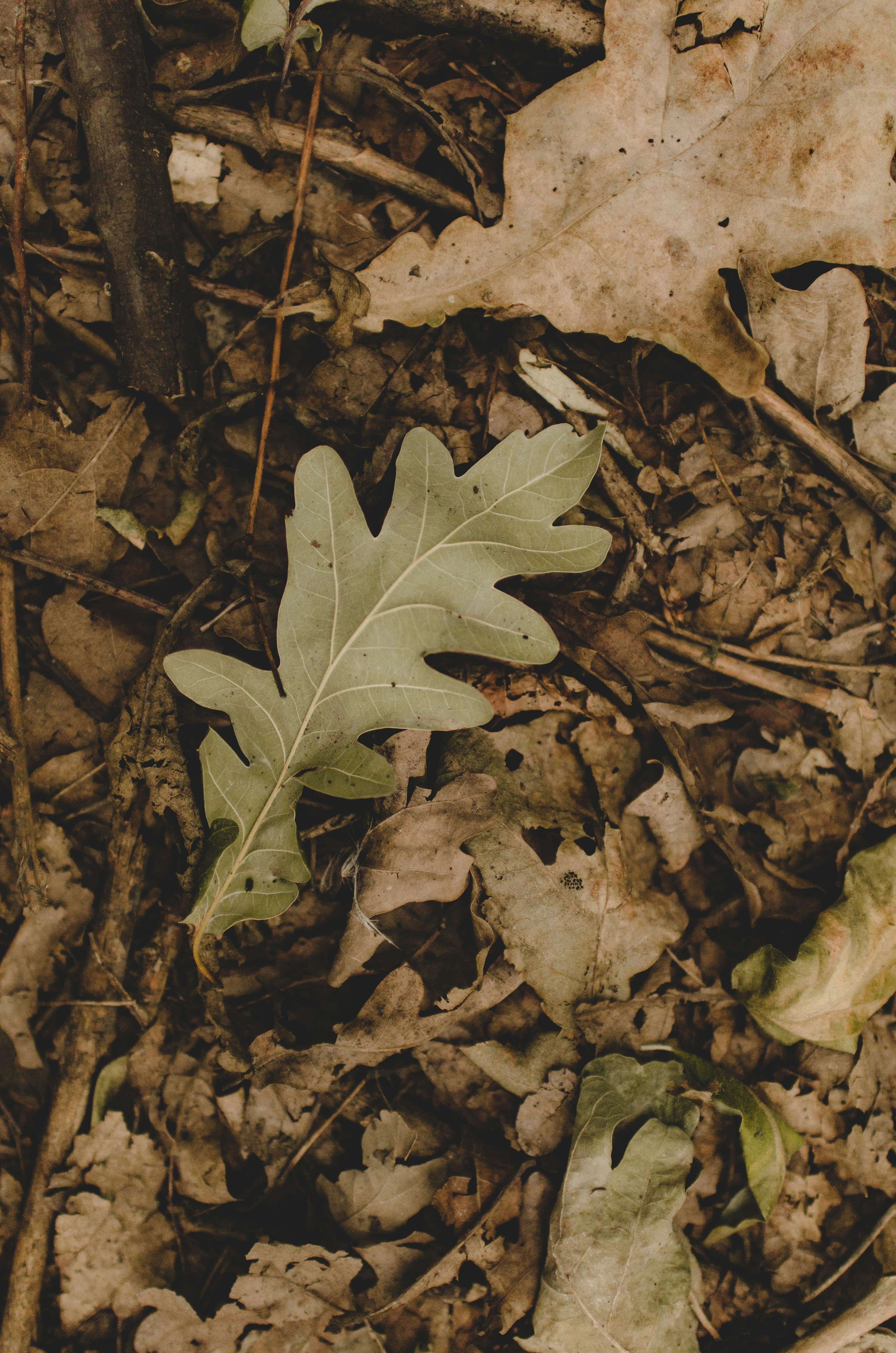 autumn is here