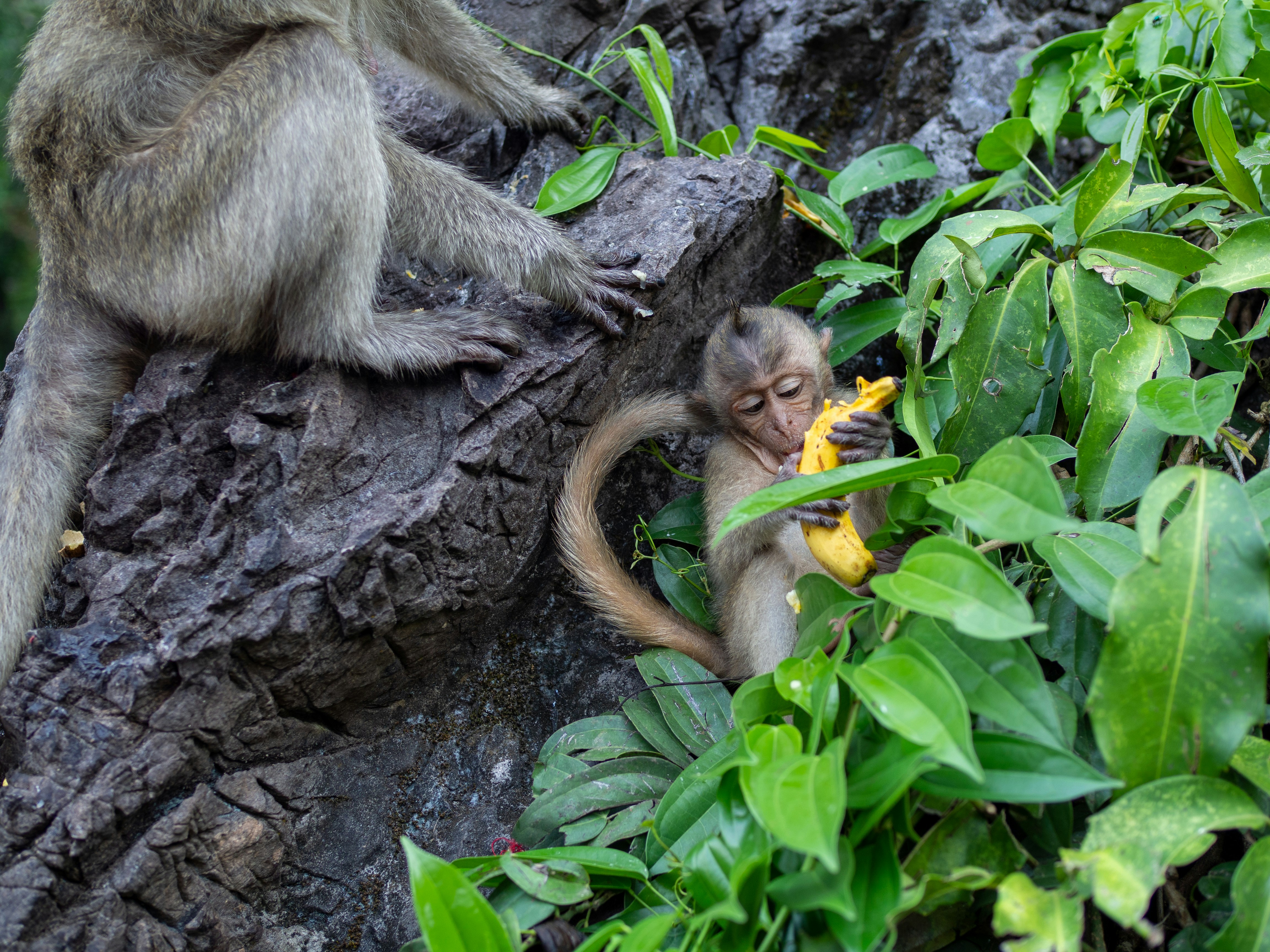 A little monkey eating the banana in Thailand.