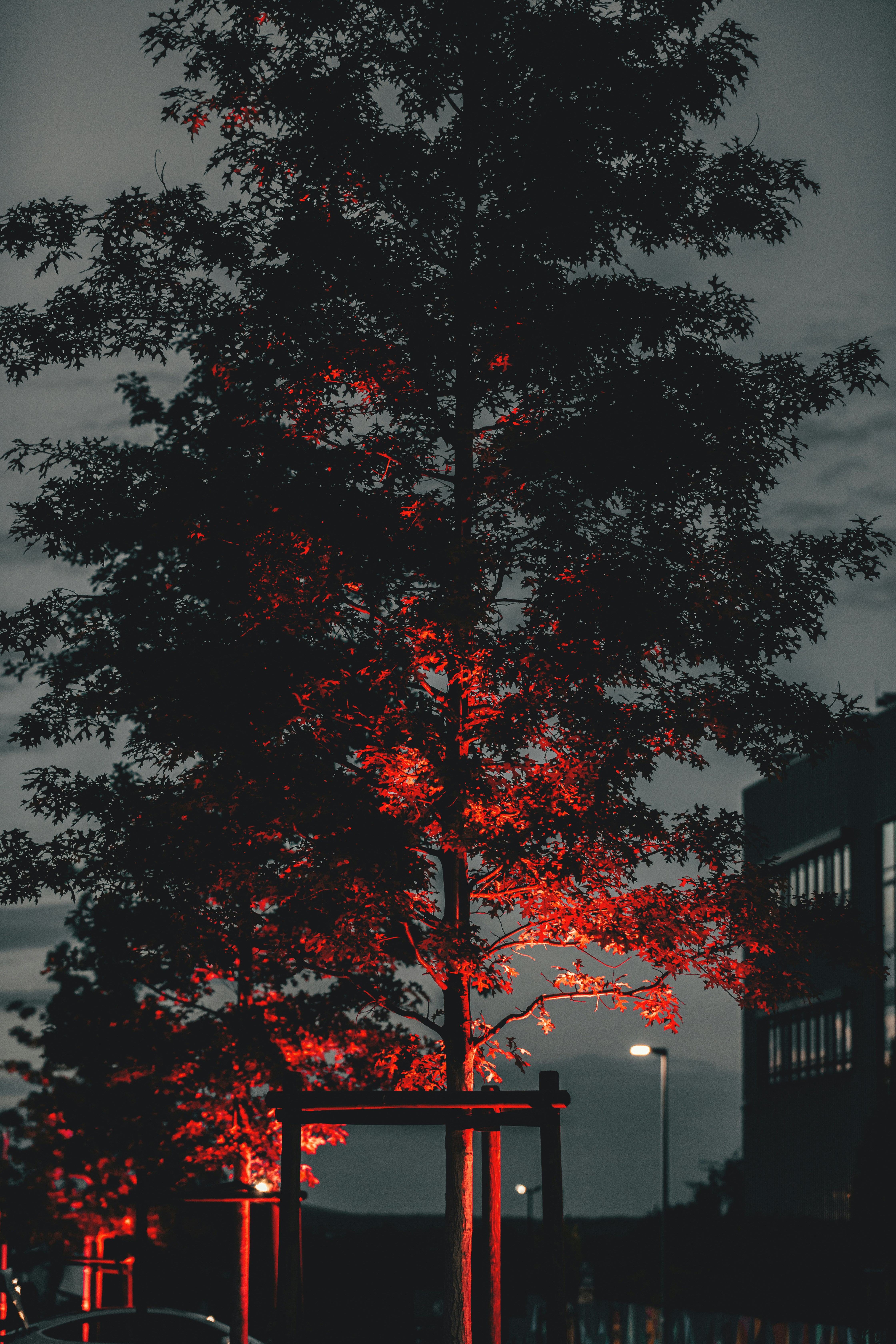 green tree near road during daytime