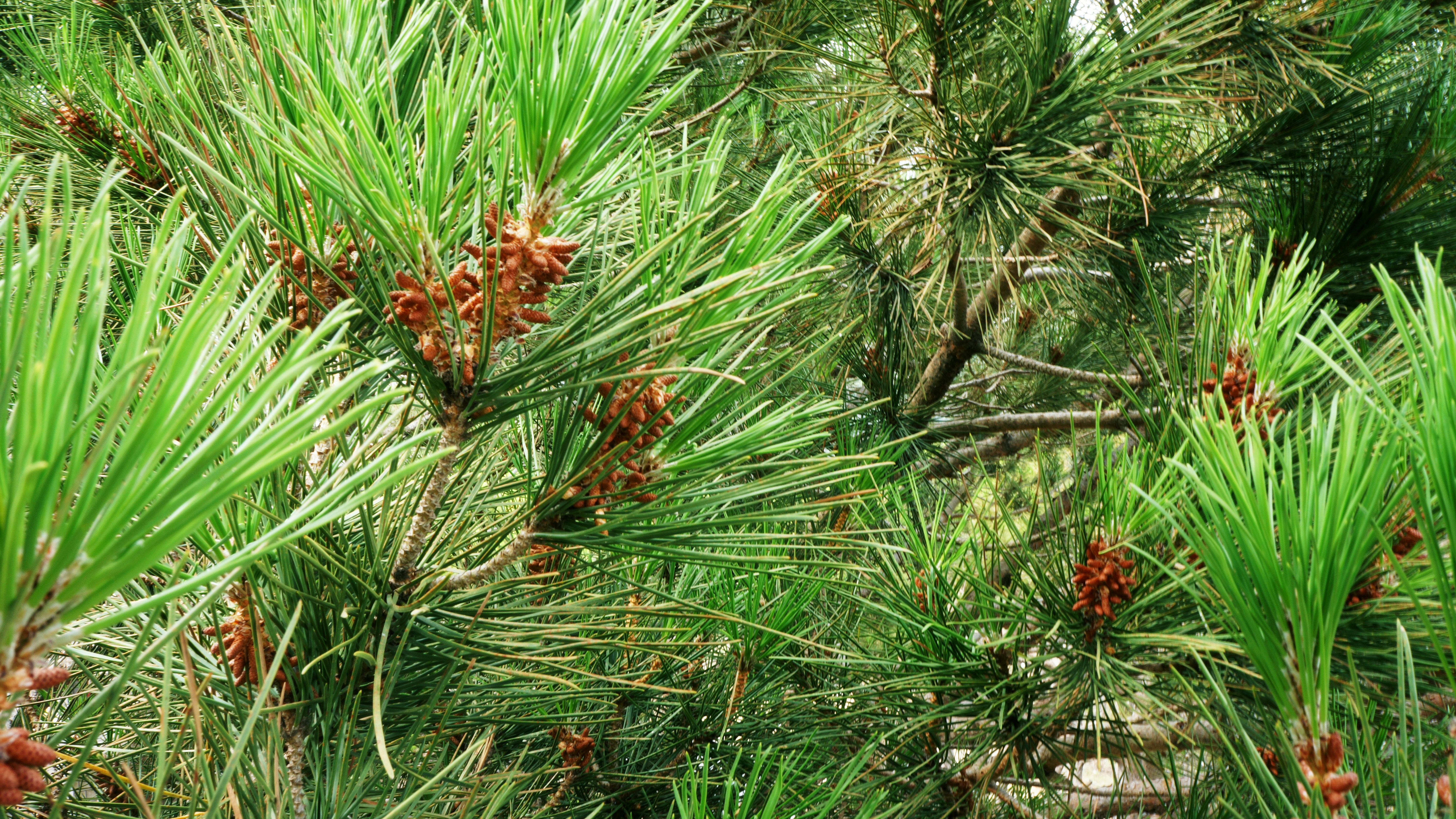 Amber Cones Among Emerald Pine Needles