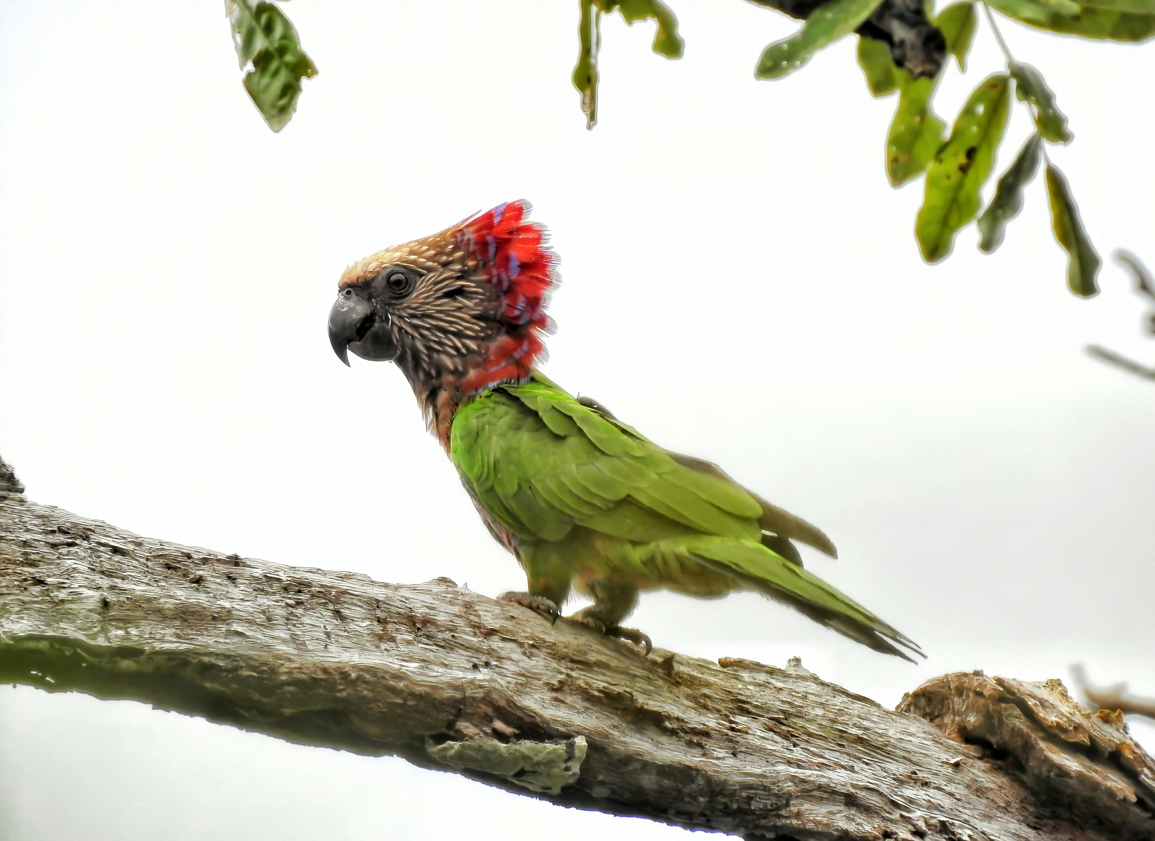 500+ Parrot Pictures | Download Free Images on Unsplash