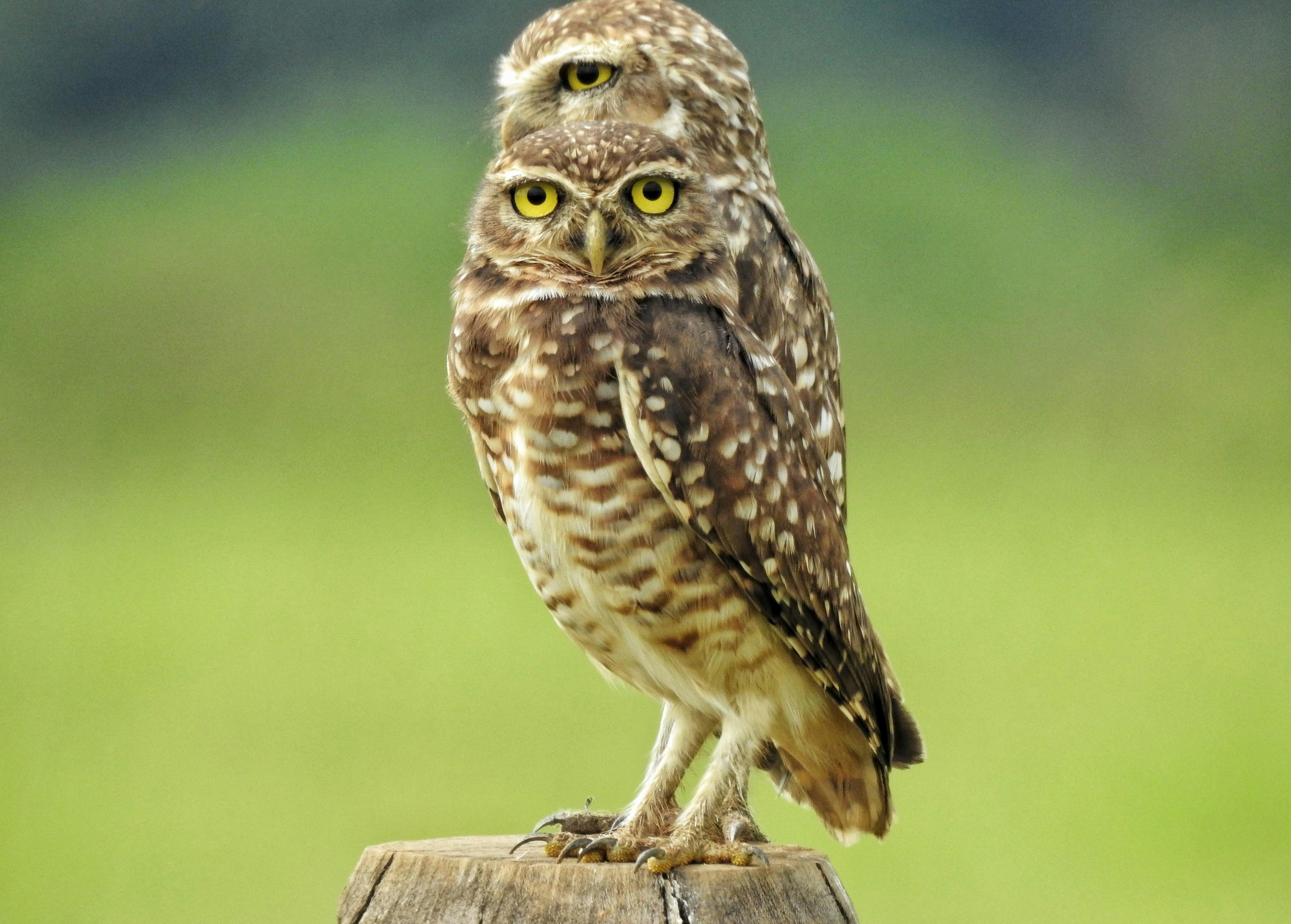 Brown owl on brown wooden log during daytime photo – Free Animal Image ...