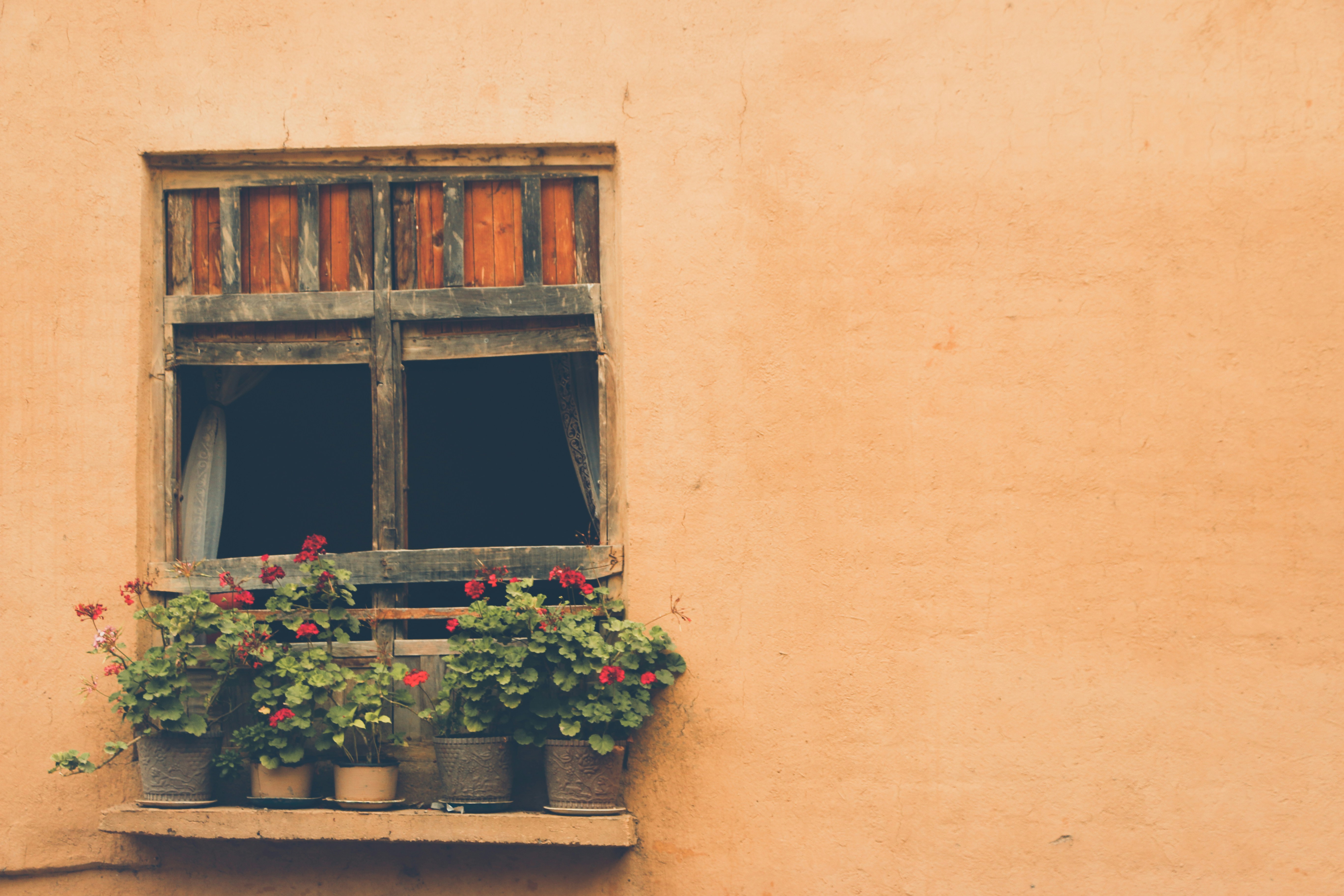 Window Flowers Pictures | Download Free Images on Unsplash