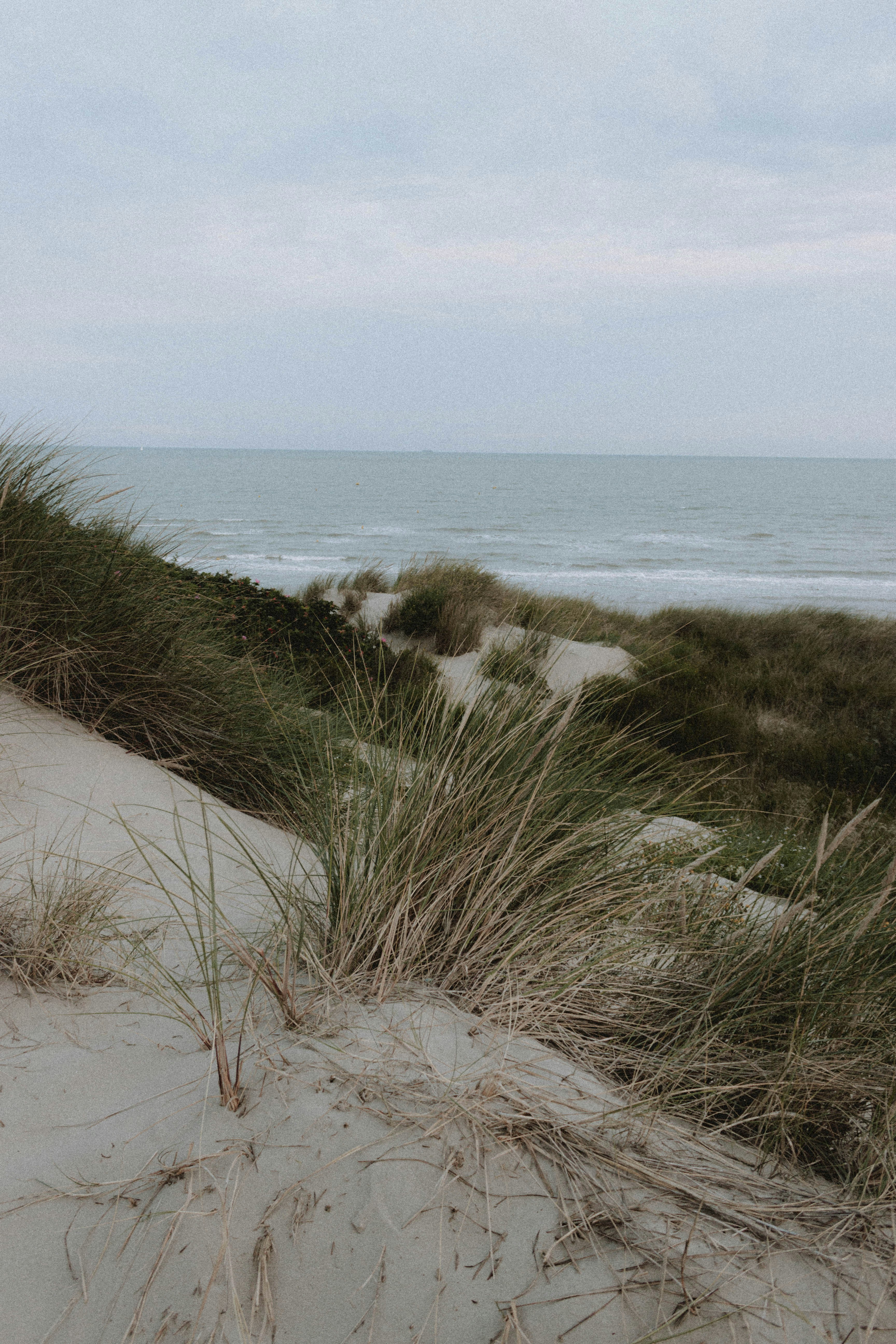 Sea Grass Pictures | Download Free Images on Unsplash