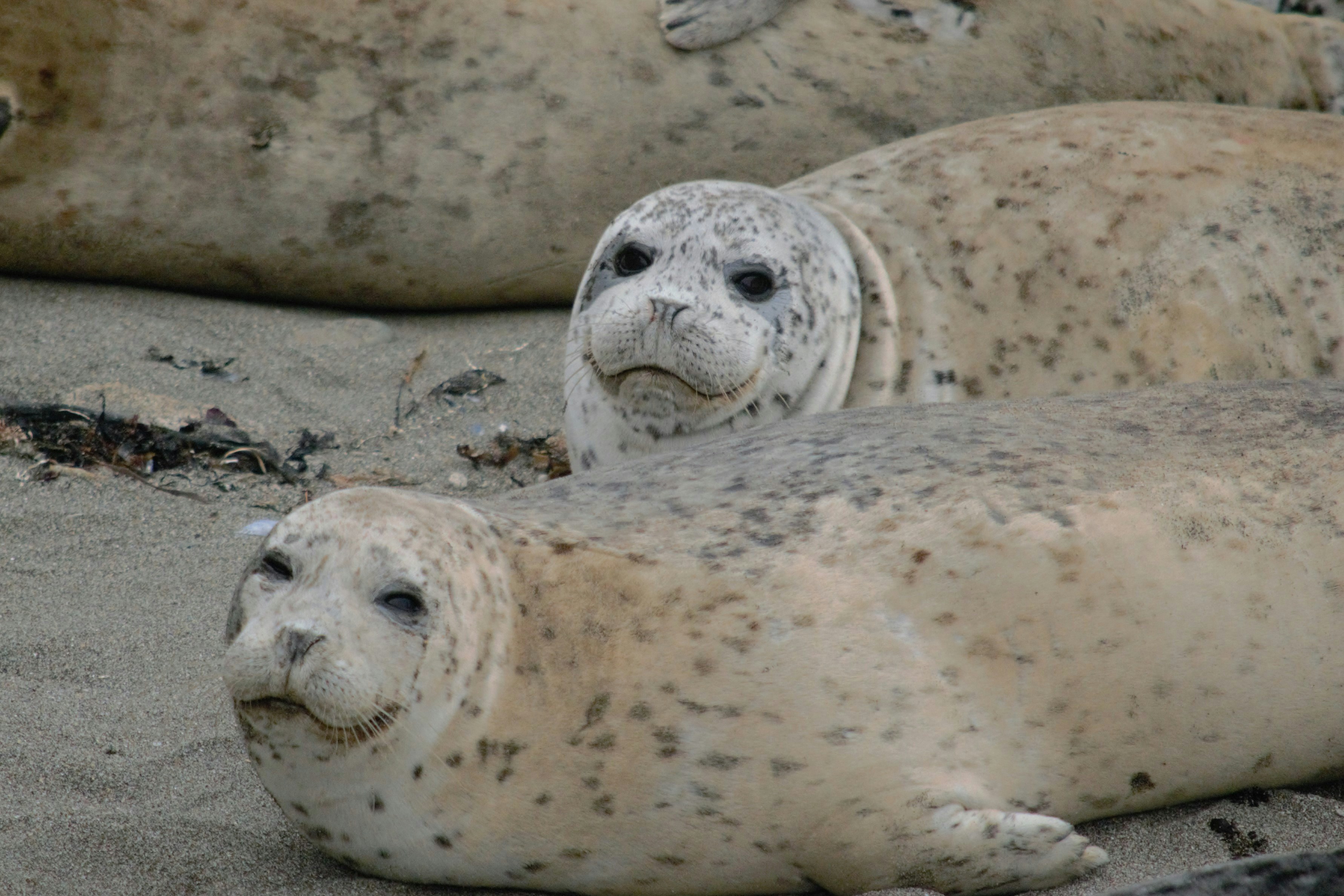 Pair of harbor seals resting on sandy beach with gentle expressions.