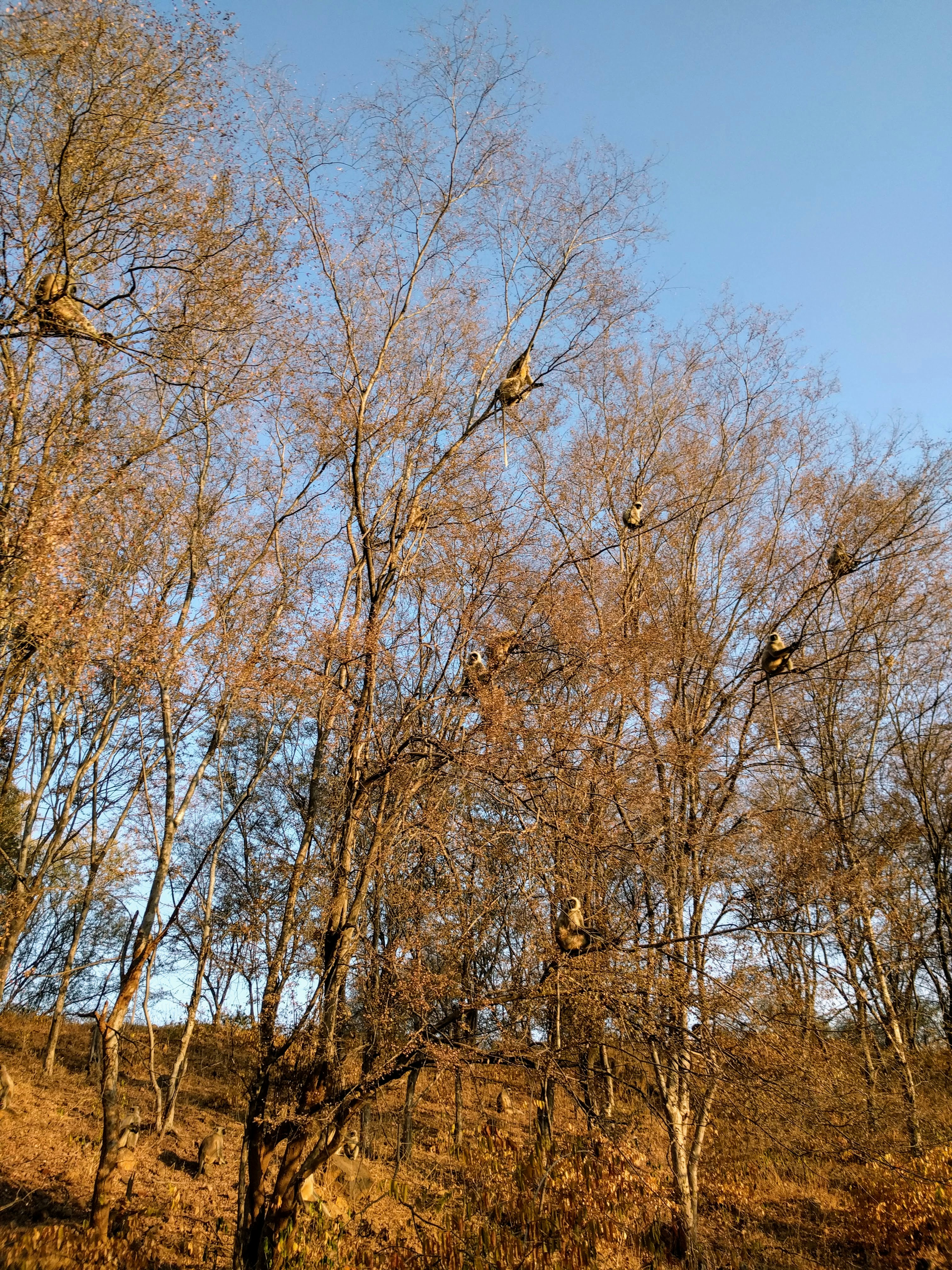 Bare trees adorned with nests against a clear blue sky, showcasing the subtle beauty of nature's transition. The scene captures the essence of autumn's quiet moments.
