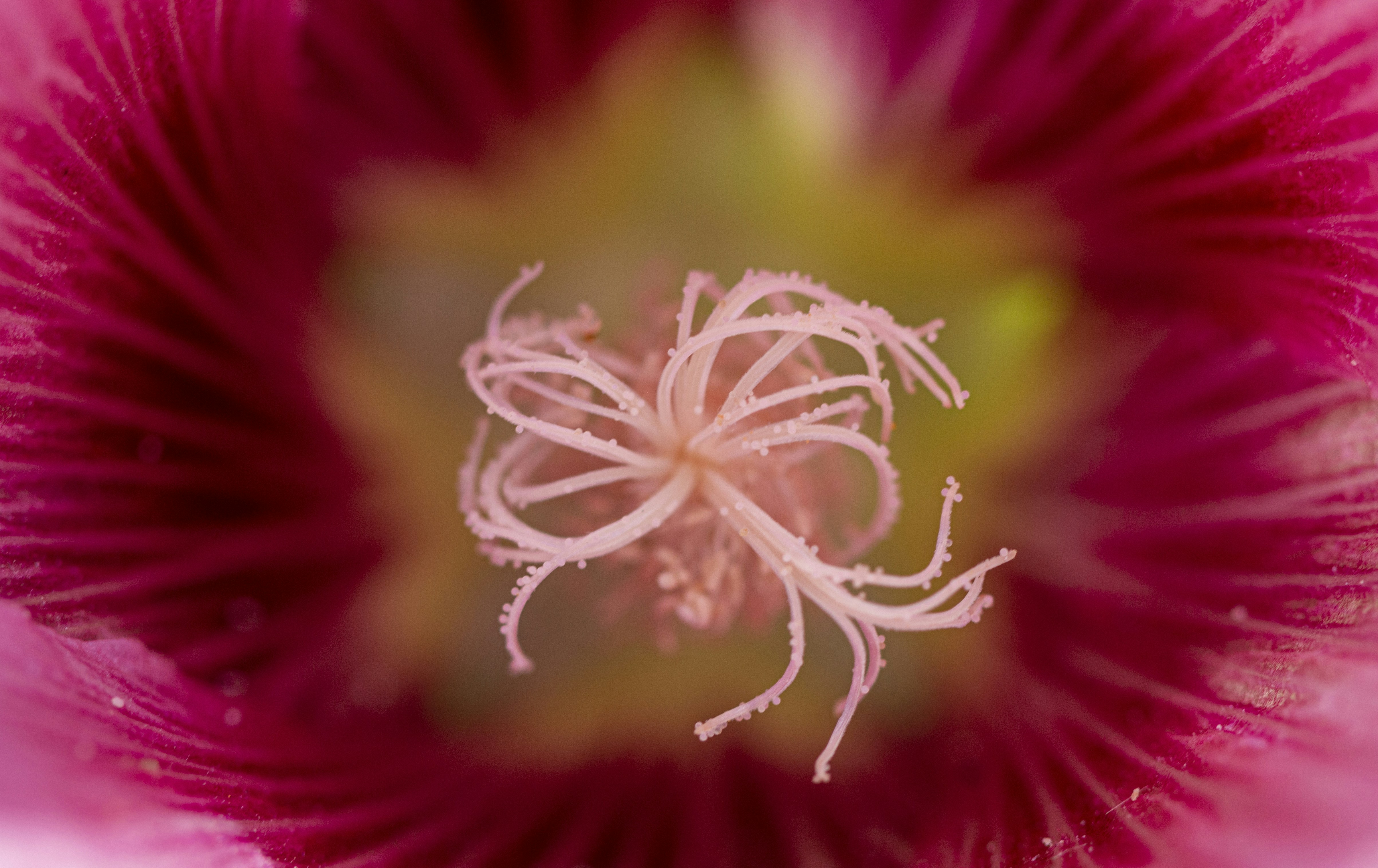 Pink Velvet Core: Macro portrait of a hibiscus bloom's delicate central stamen