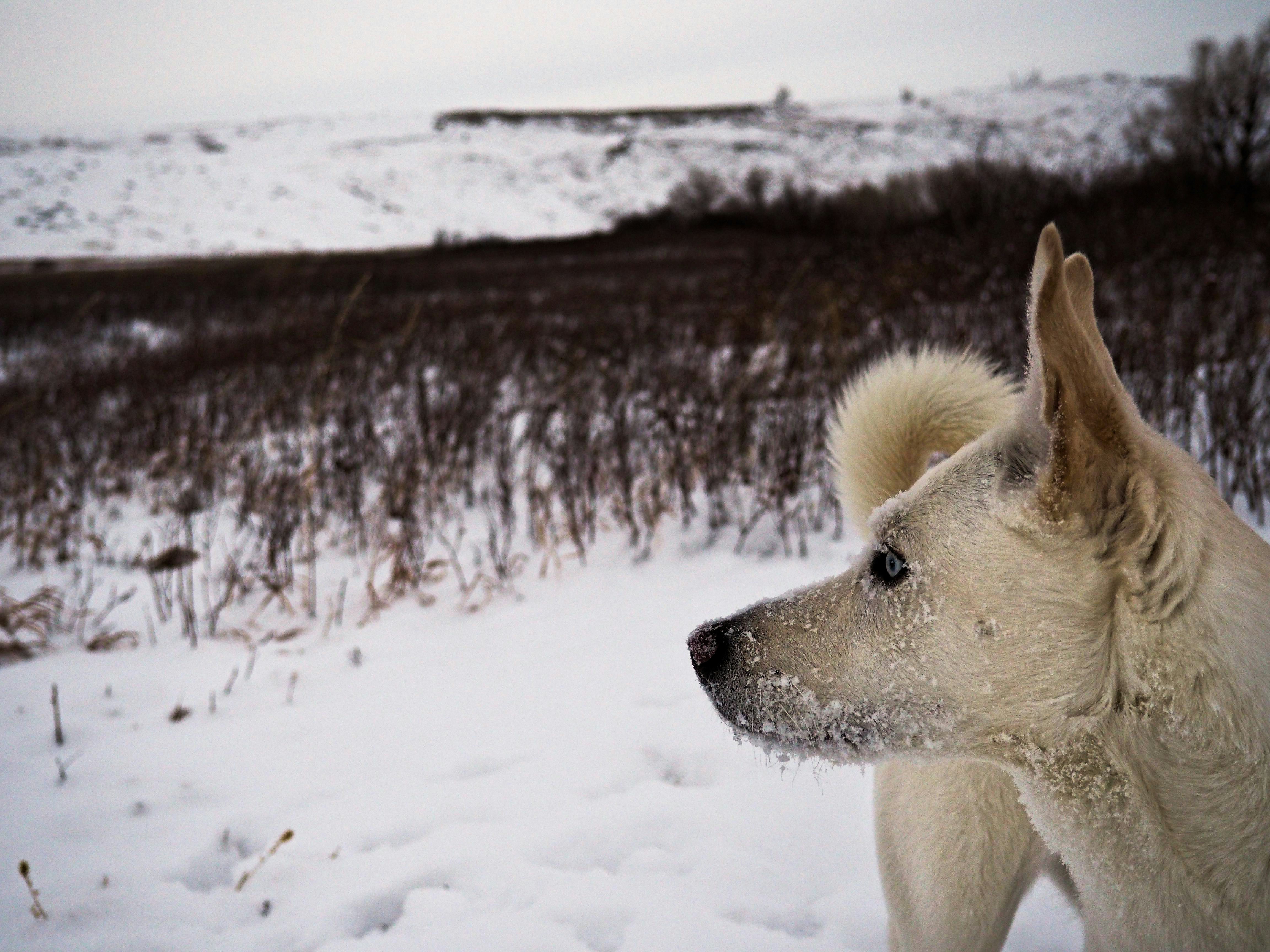 Winter's Watchful Companion
