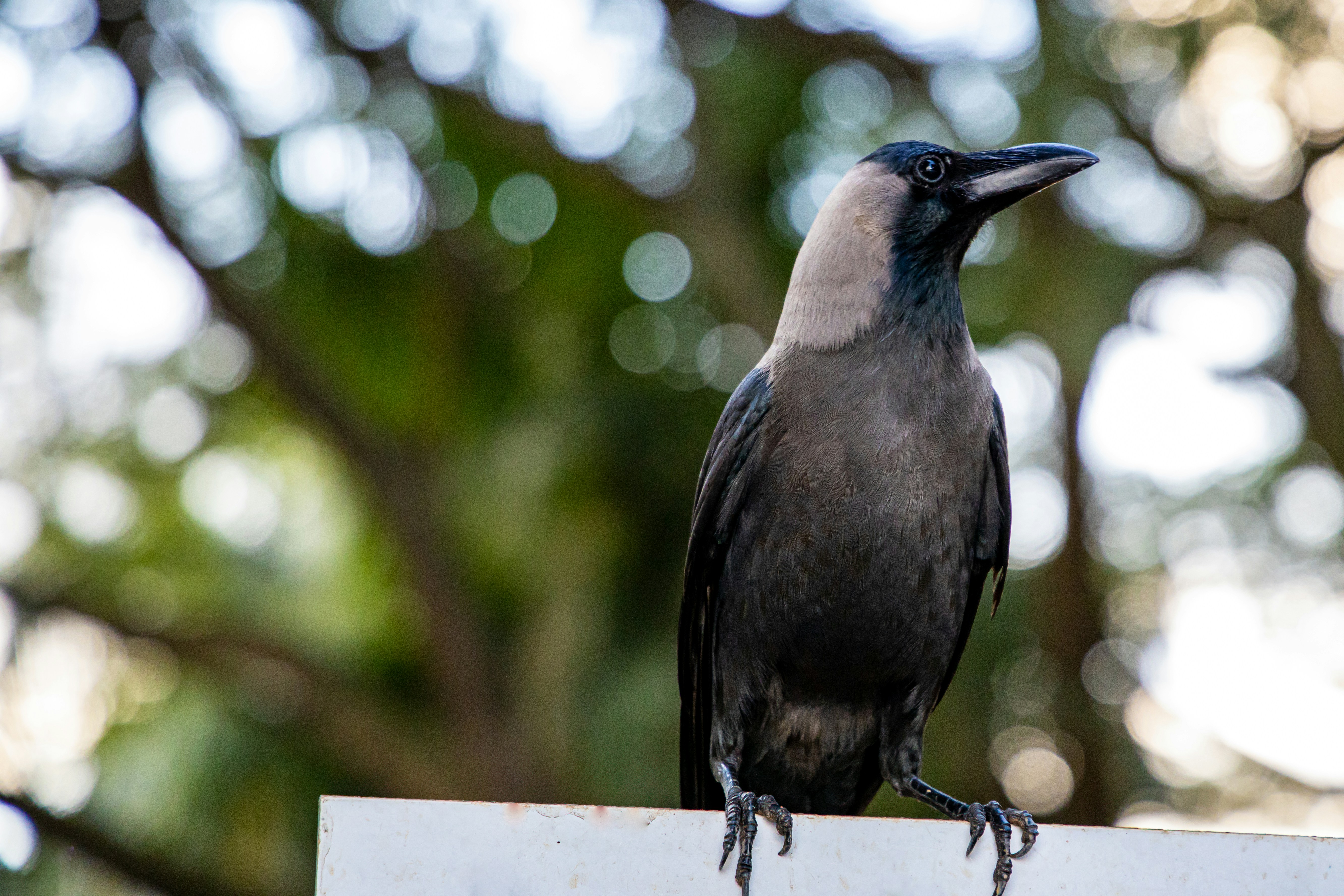 Gaze on the Sign: A Crow's Quiet Vigil in Dappled Light