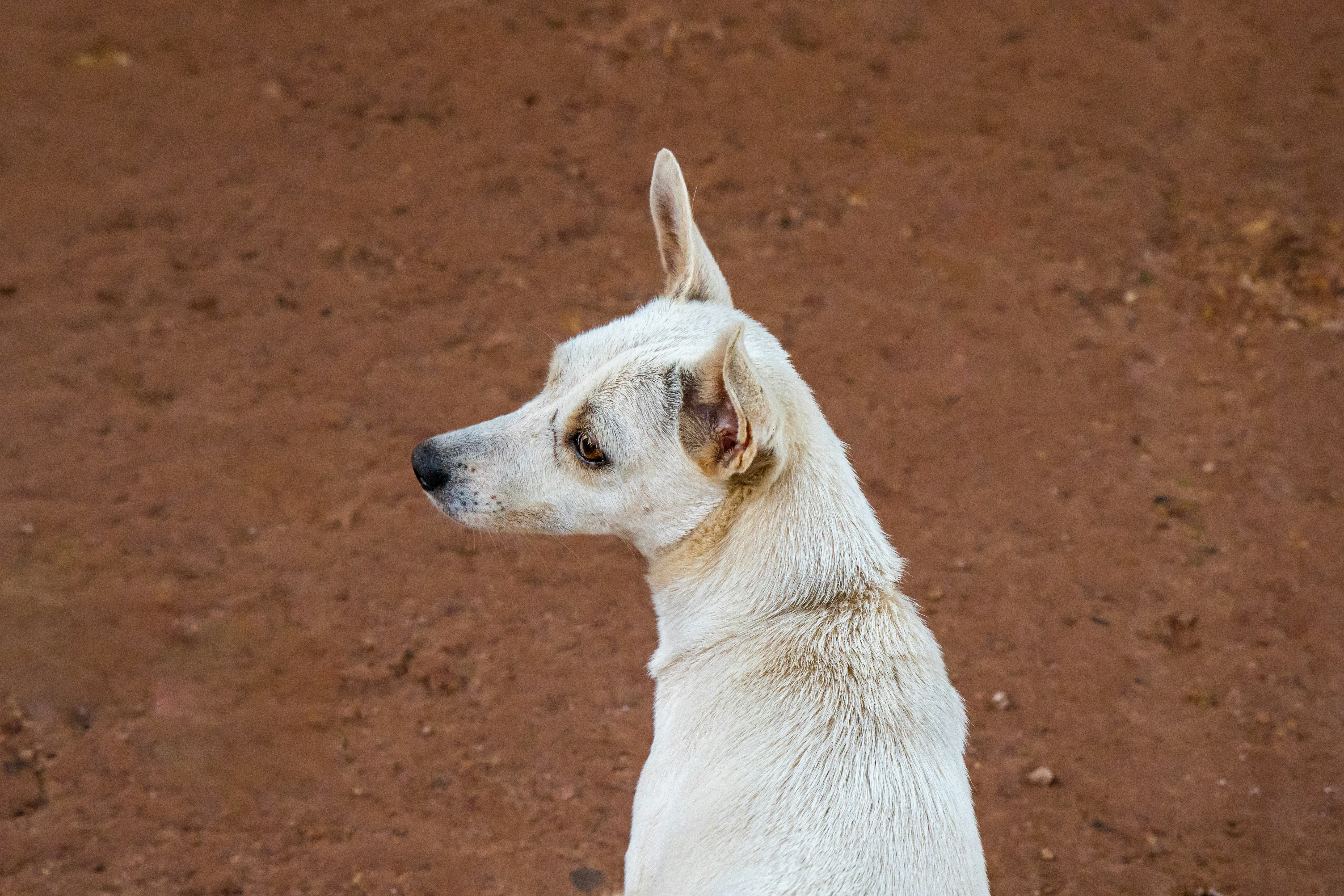 White dog gazing thoughtfully to the side against a reddish-brown background.