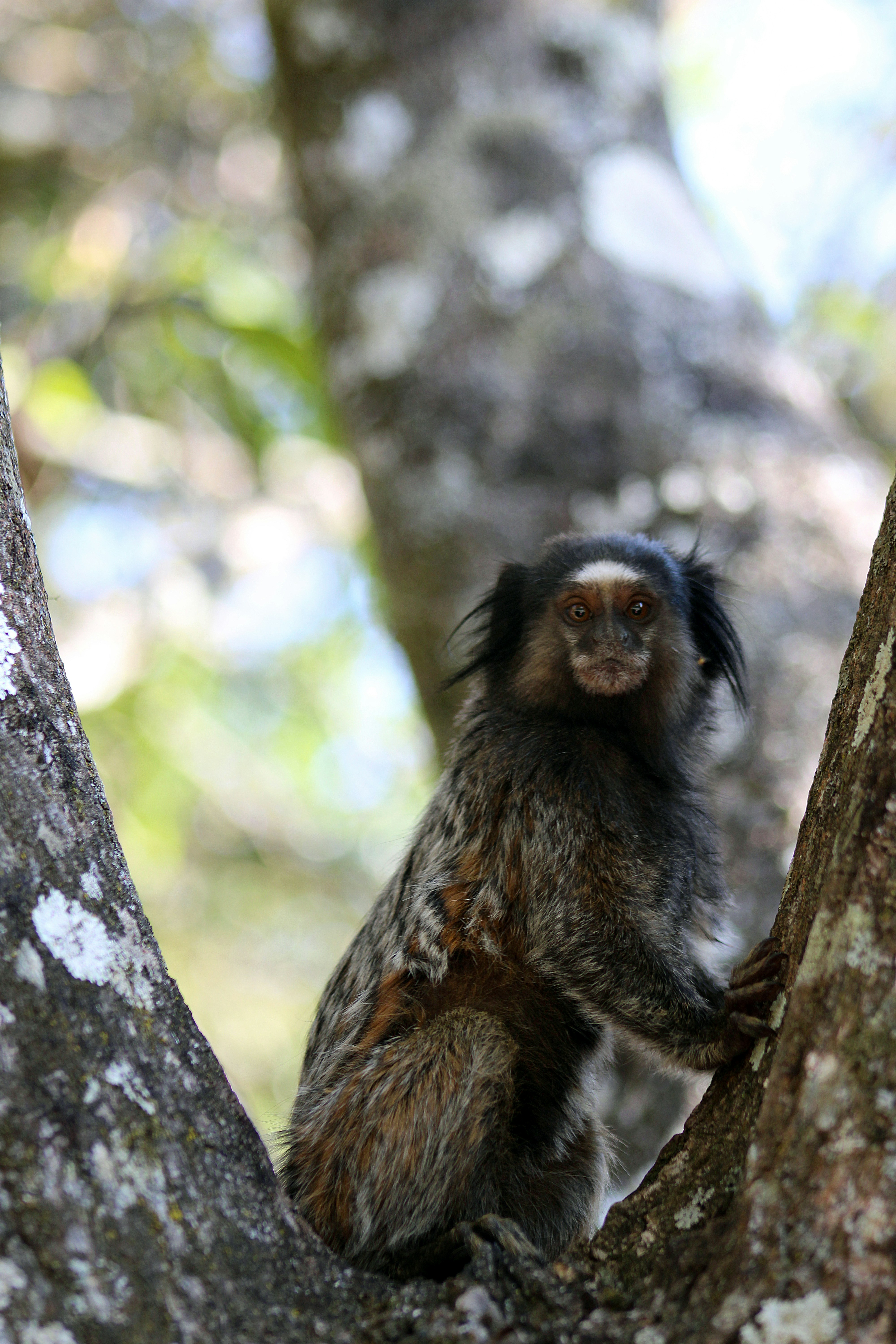 Whiskered Marmoset Pausing on a Lichen-Streaked Tree in Dappled Forest Light