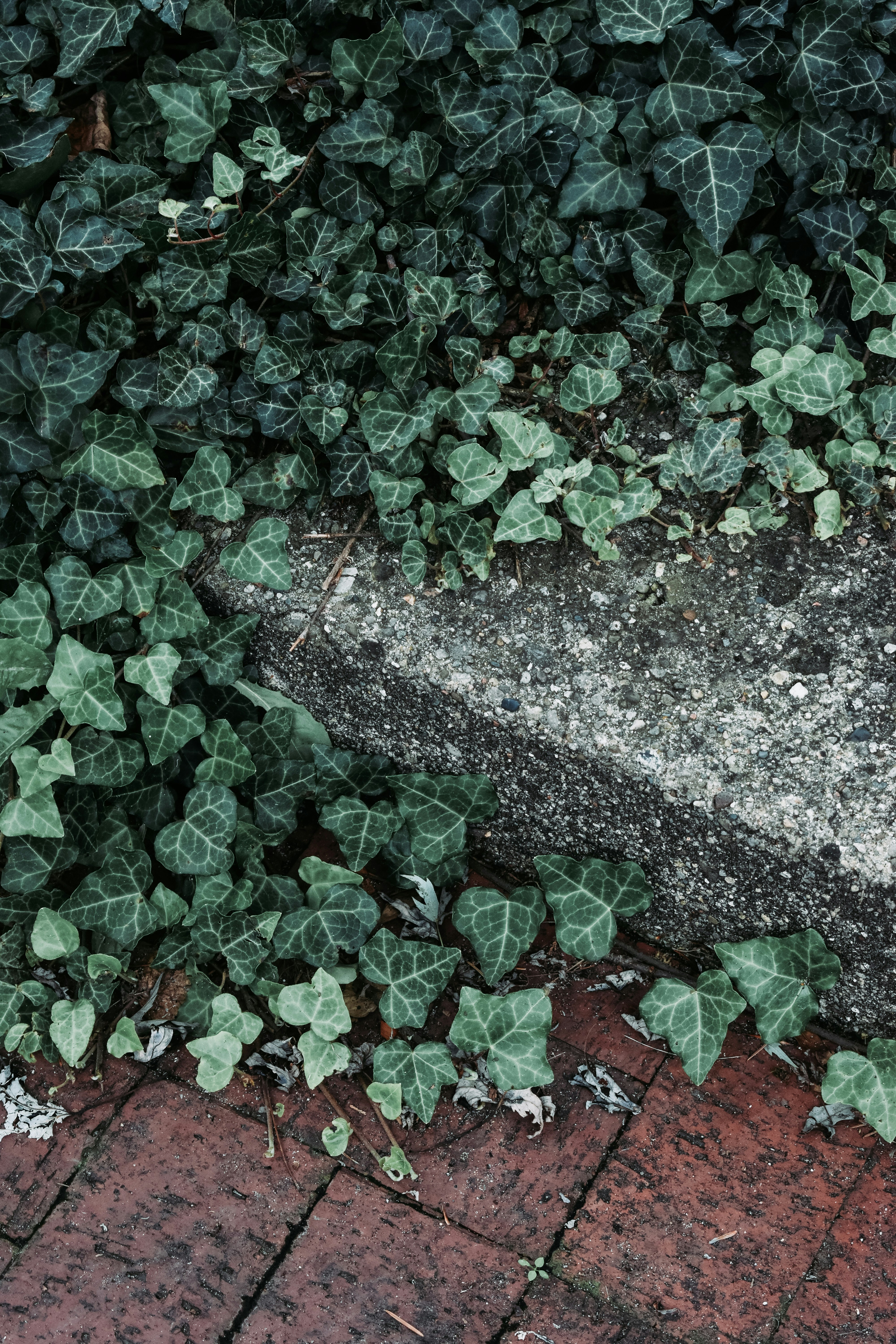 Ivy crawling on the brick sidewalk