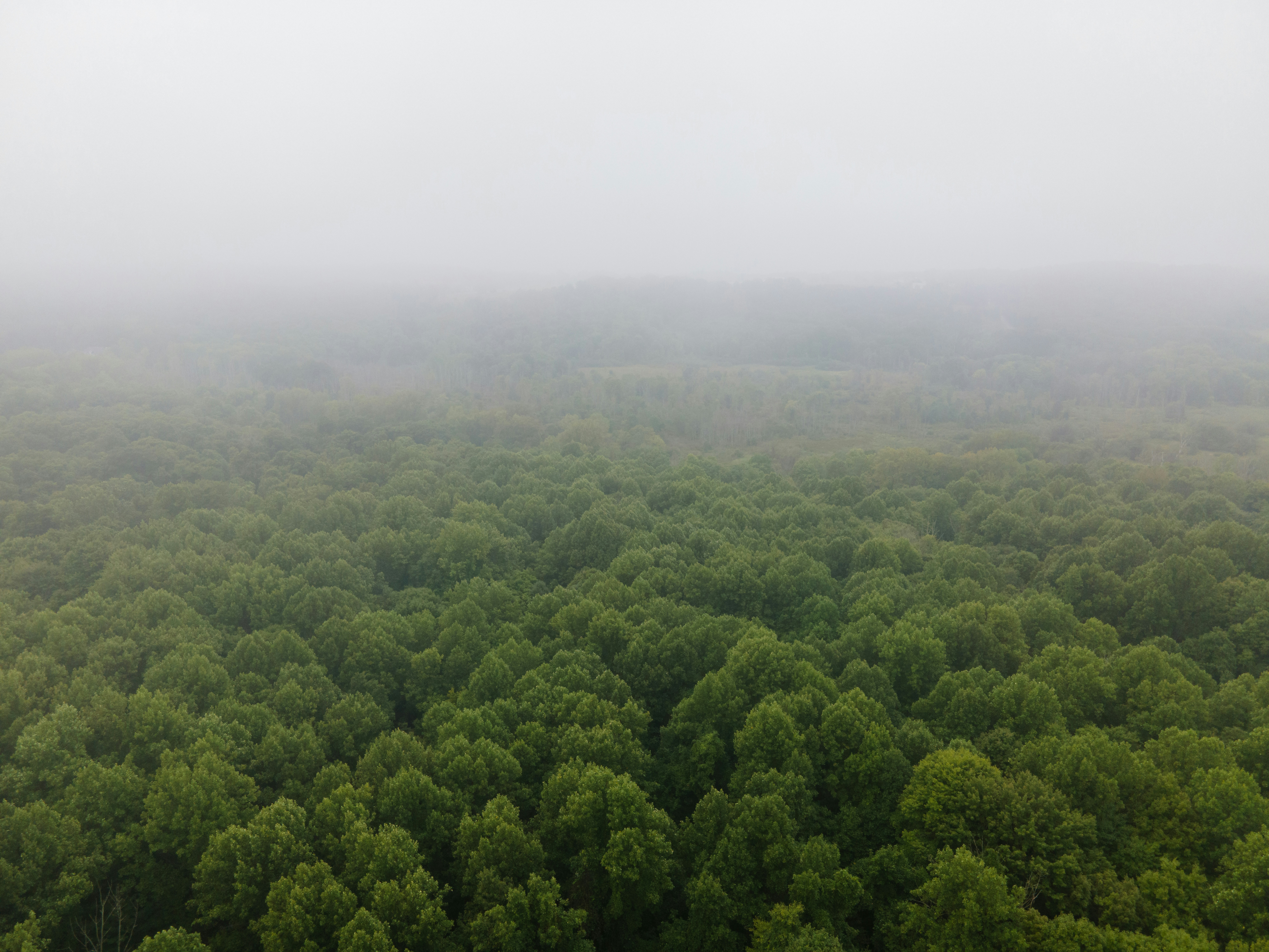 Morning Fog Cloaks a Verdant Canopy: A Drone’s Quiet Overlook