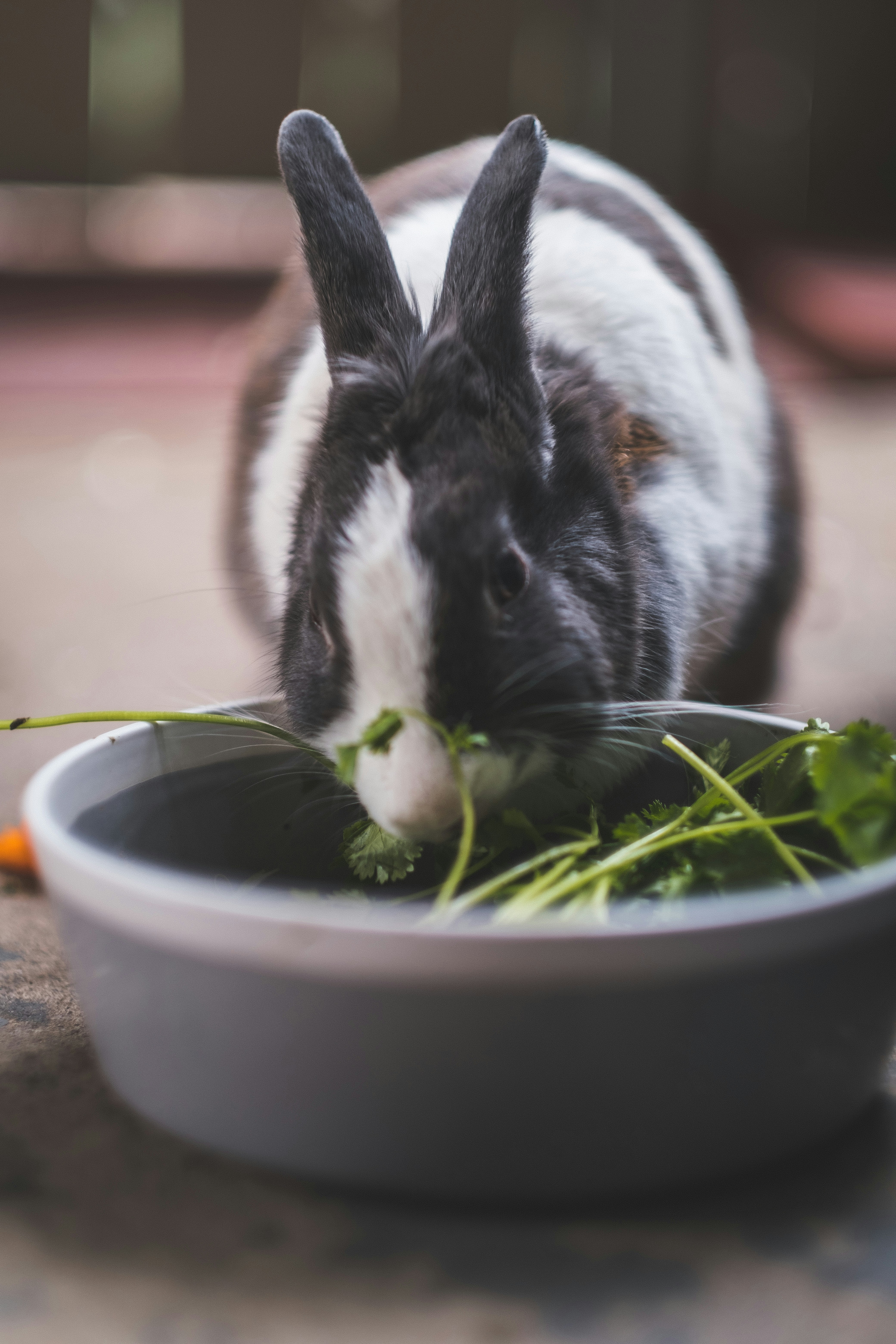 The Quiet Nibble: A Black-and-White Rabbit Finds Greens in a Shallow Grey Bowl