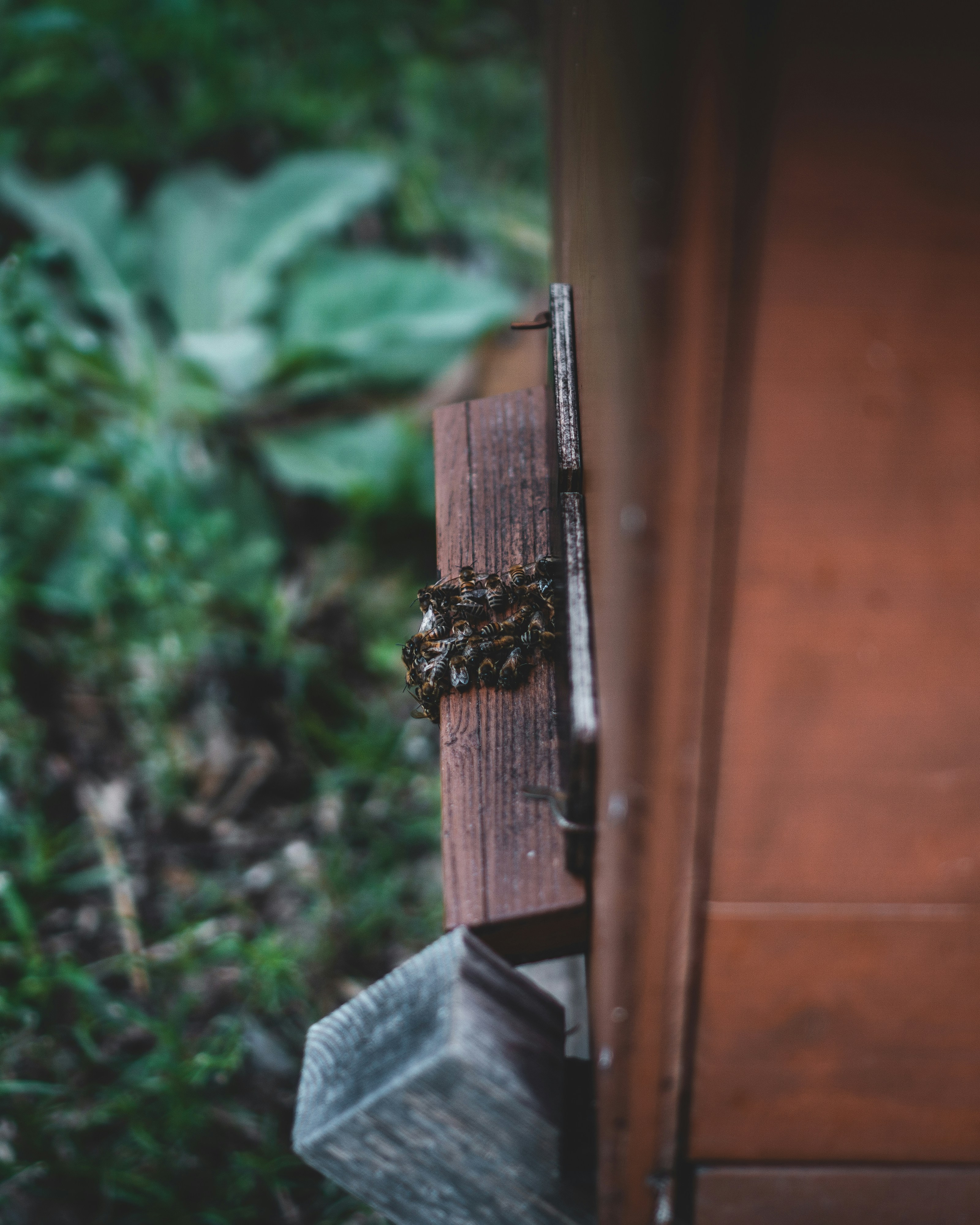Bees on a Weathered Gatepost: A Quiet Moment in the Garden