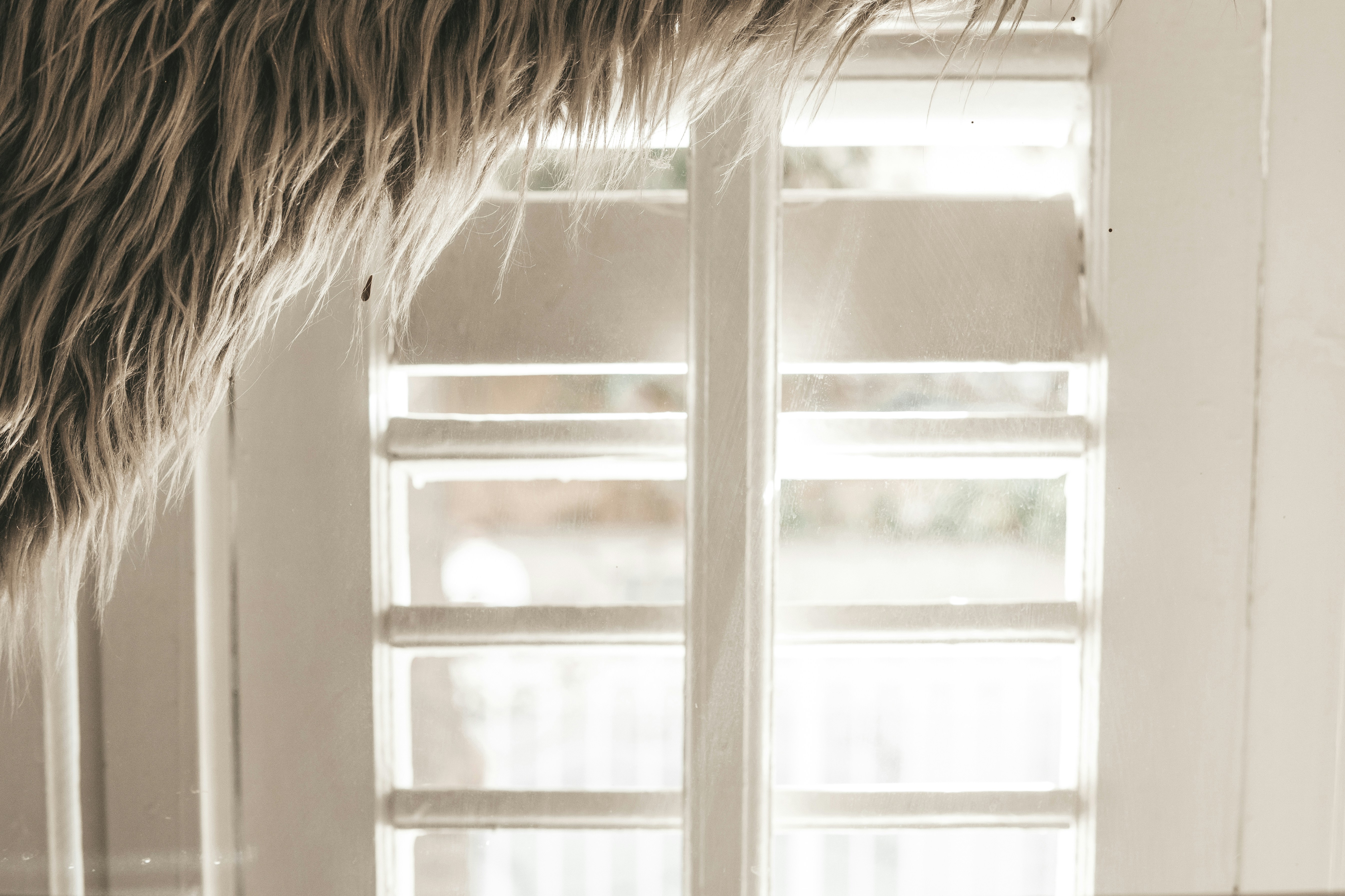 Whiskered Gaze Over White Shutter Light