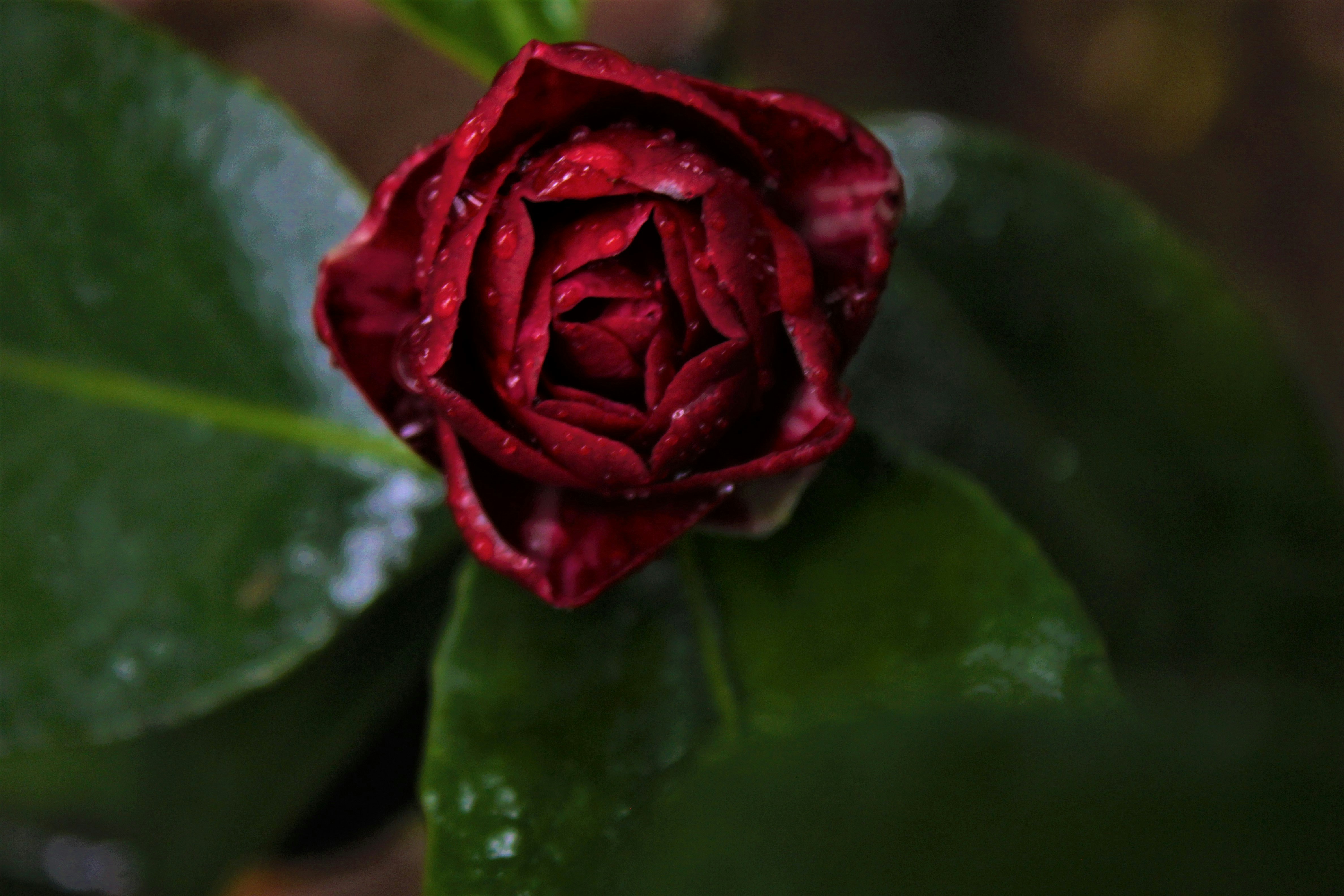 red rose in bloom close up photo