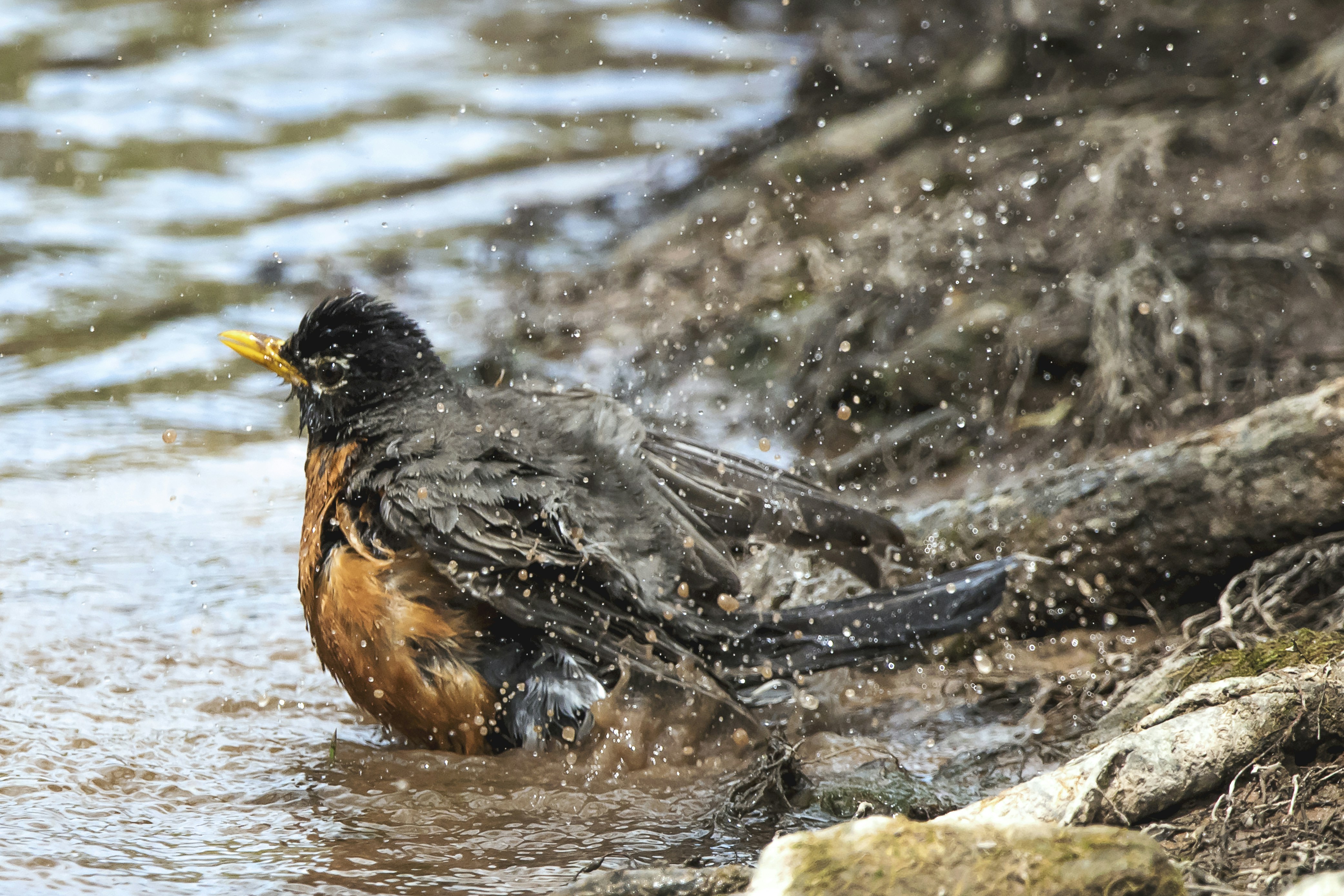 Robin’s Shoreline Shower: a Quick Bath in Spring Light