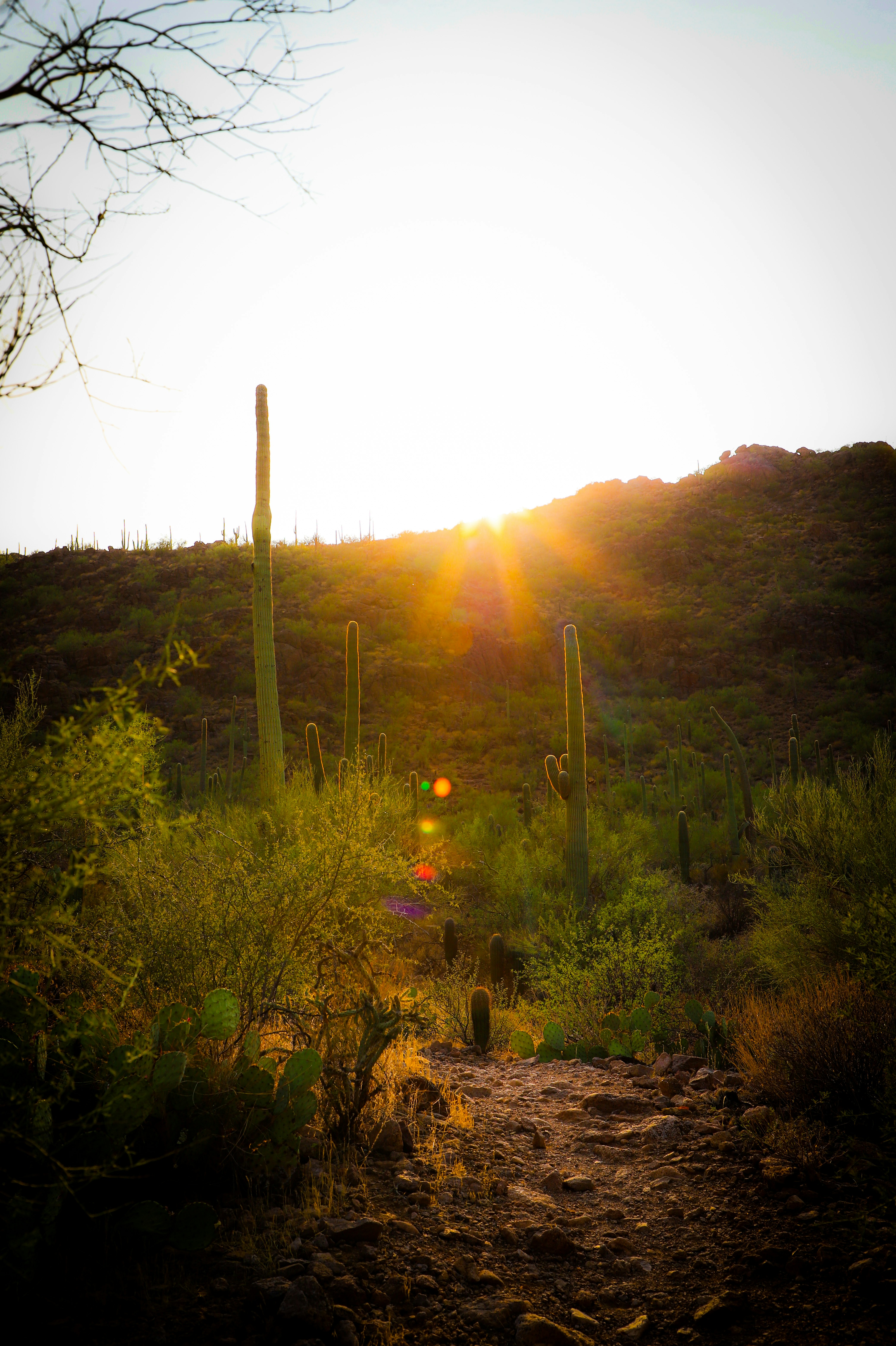 Golden Hour Through a Cactus Corridor: Sunburst Over the Sonoran Desert