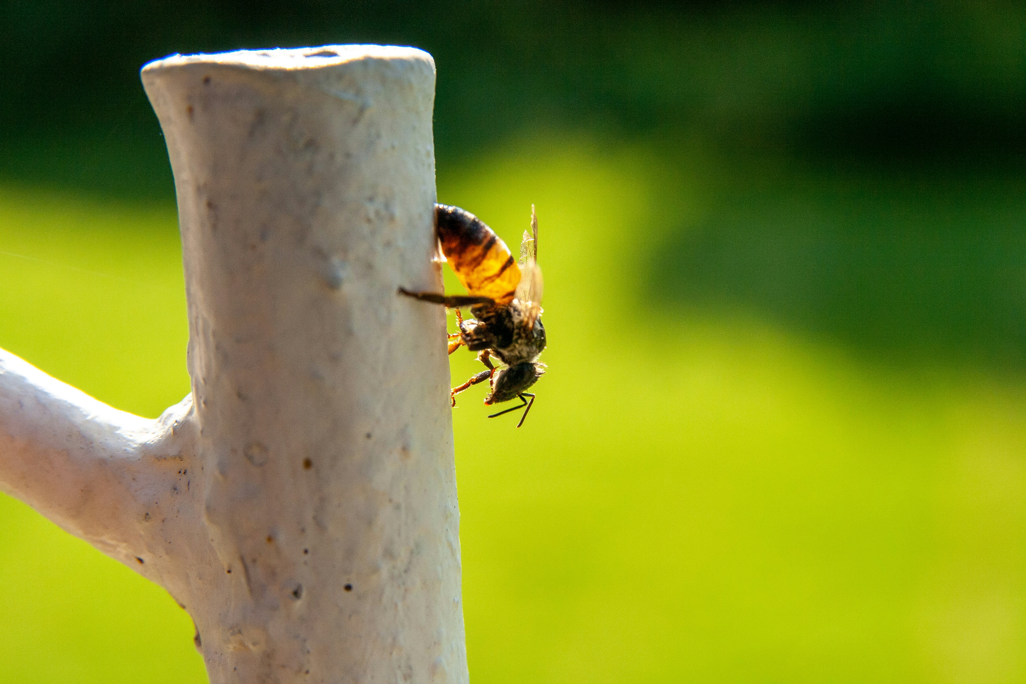 Amber-Tipped Bee Clings to a Weathered Post with a Vivid Green Backdrop