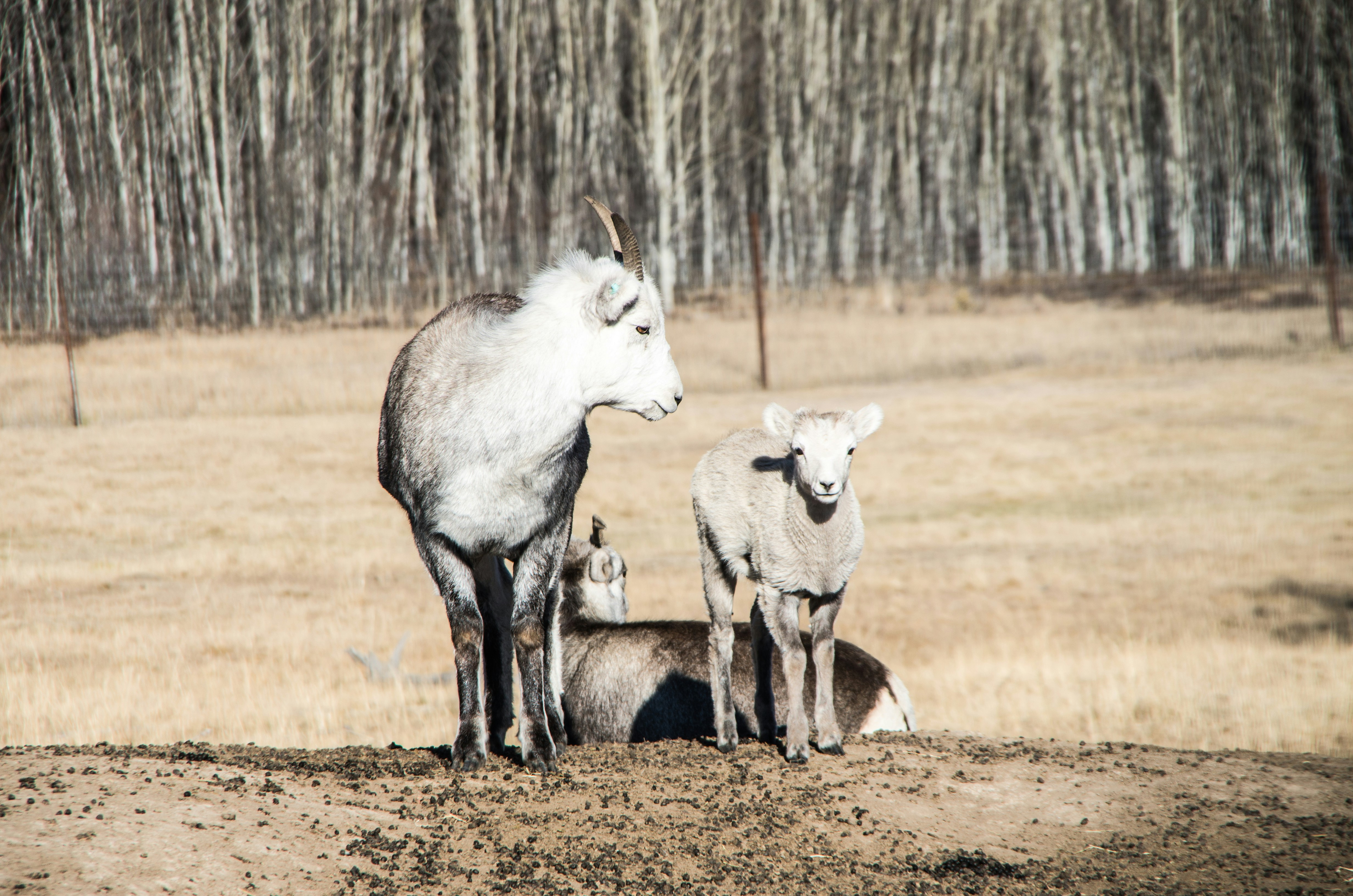Dusty Pasture Vigil: White Sheep and Lambs Stand Ground Under Bare Trees