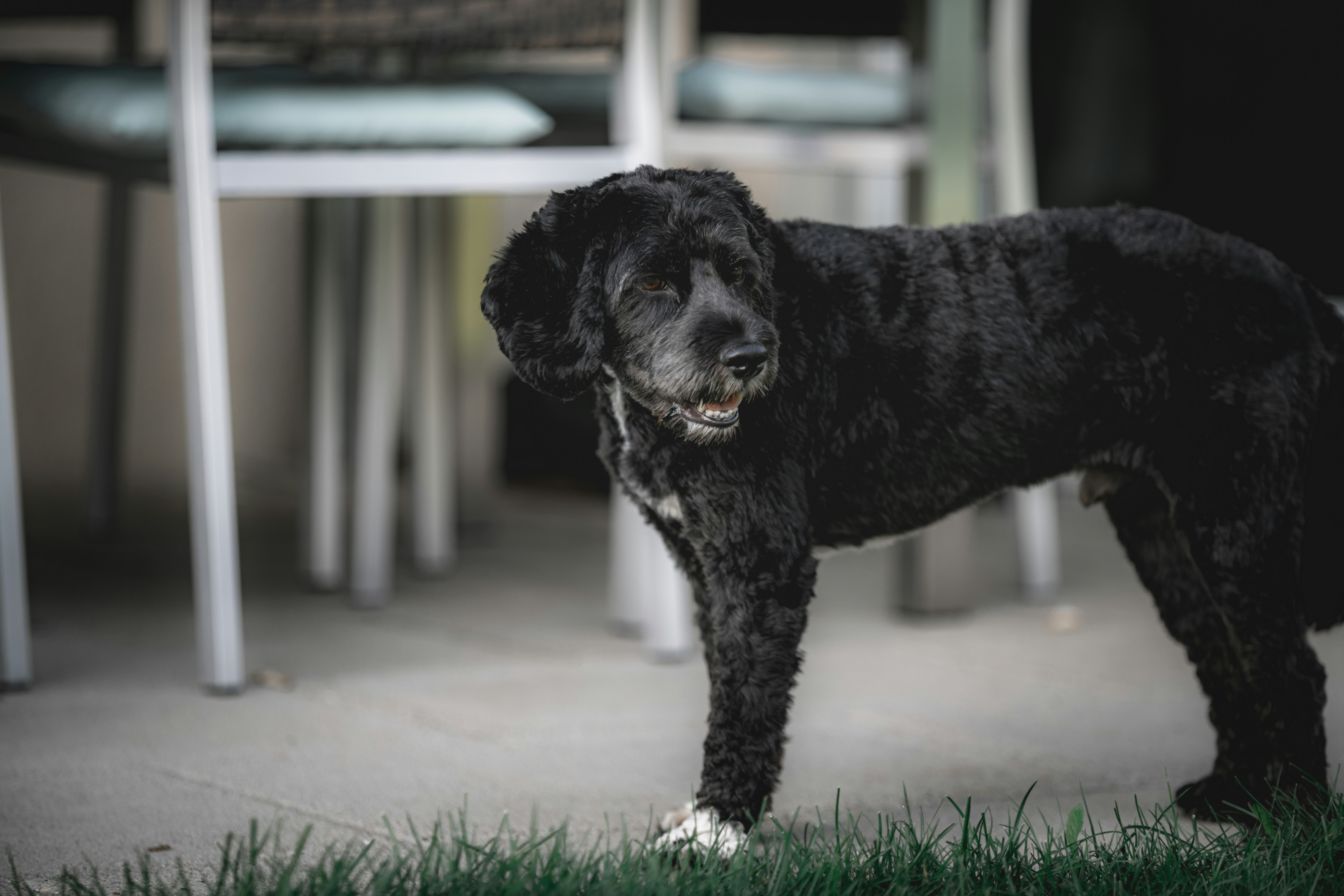 Grounded in Shade: A Black Barbet terrier pauses by patio edge
