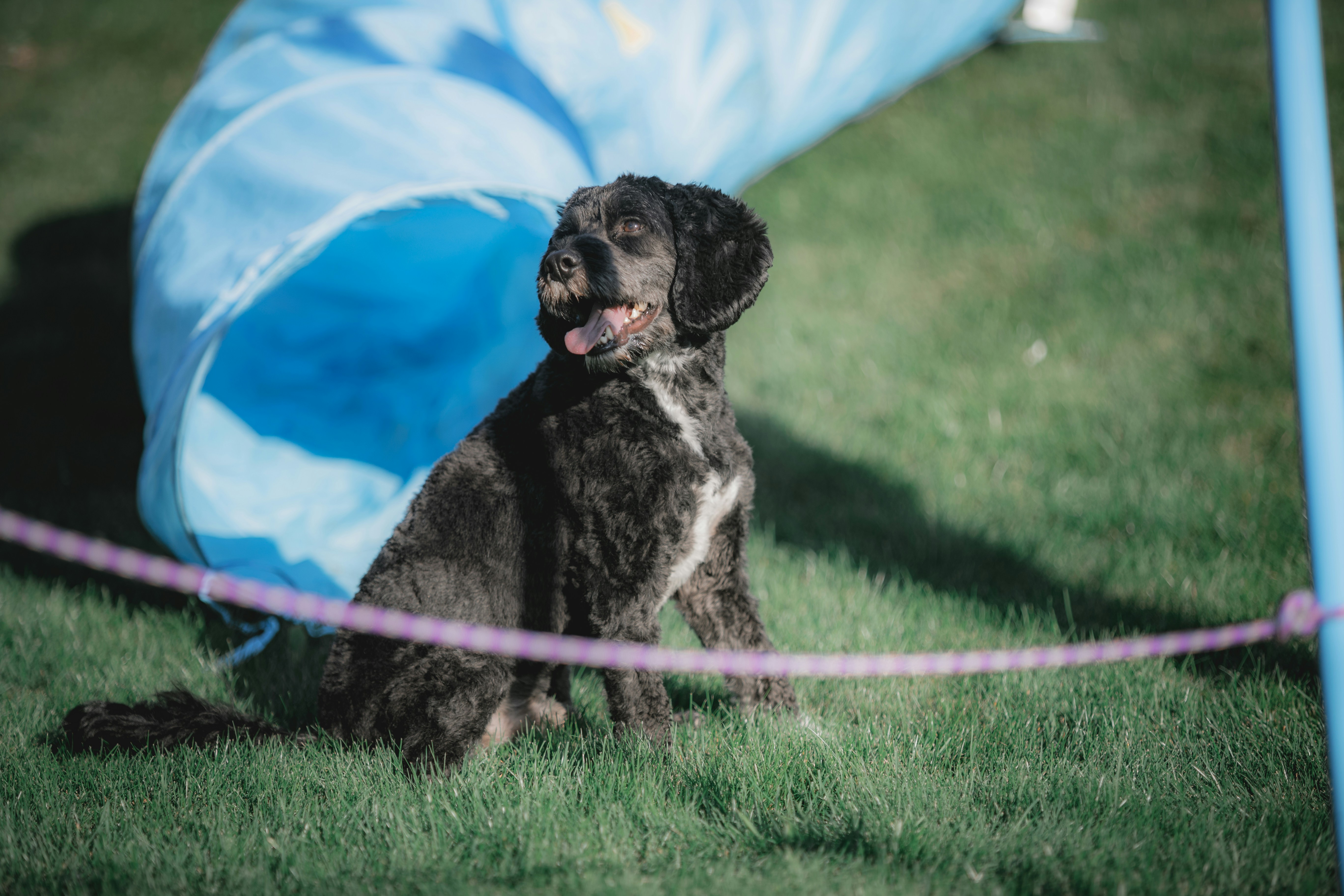 A black and white dog sits next to a blue agility tunnel on a grassy field, showcasing its playful demeanor.