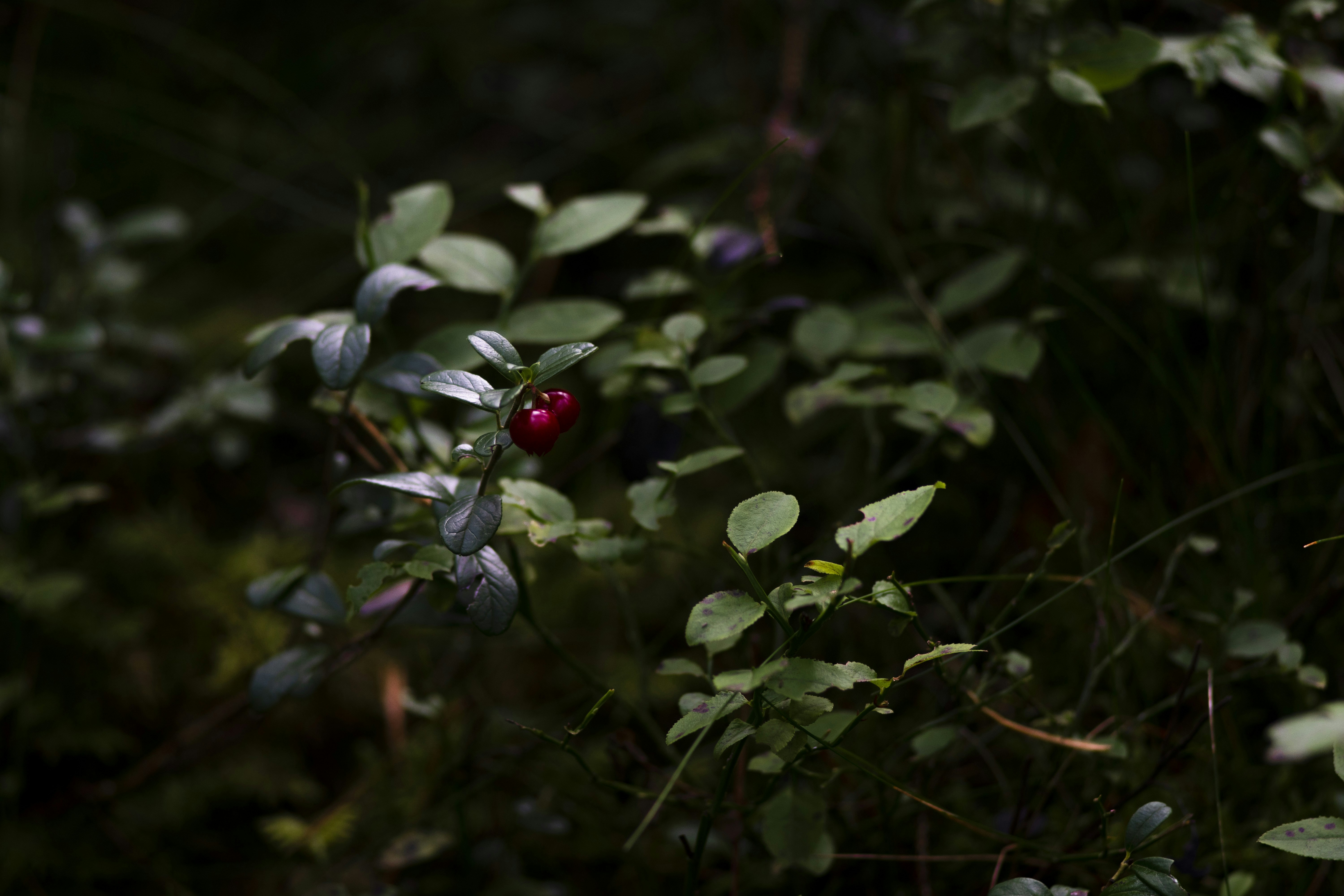 Crimson Berry in a Shadowed Forest Understory