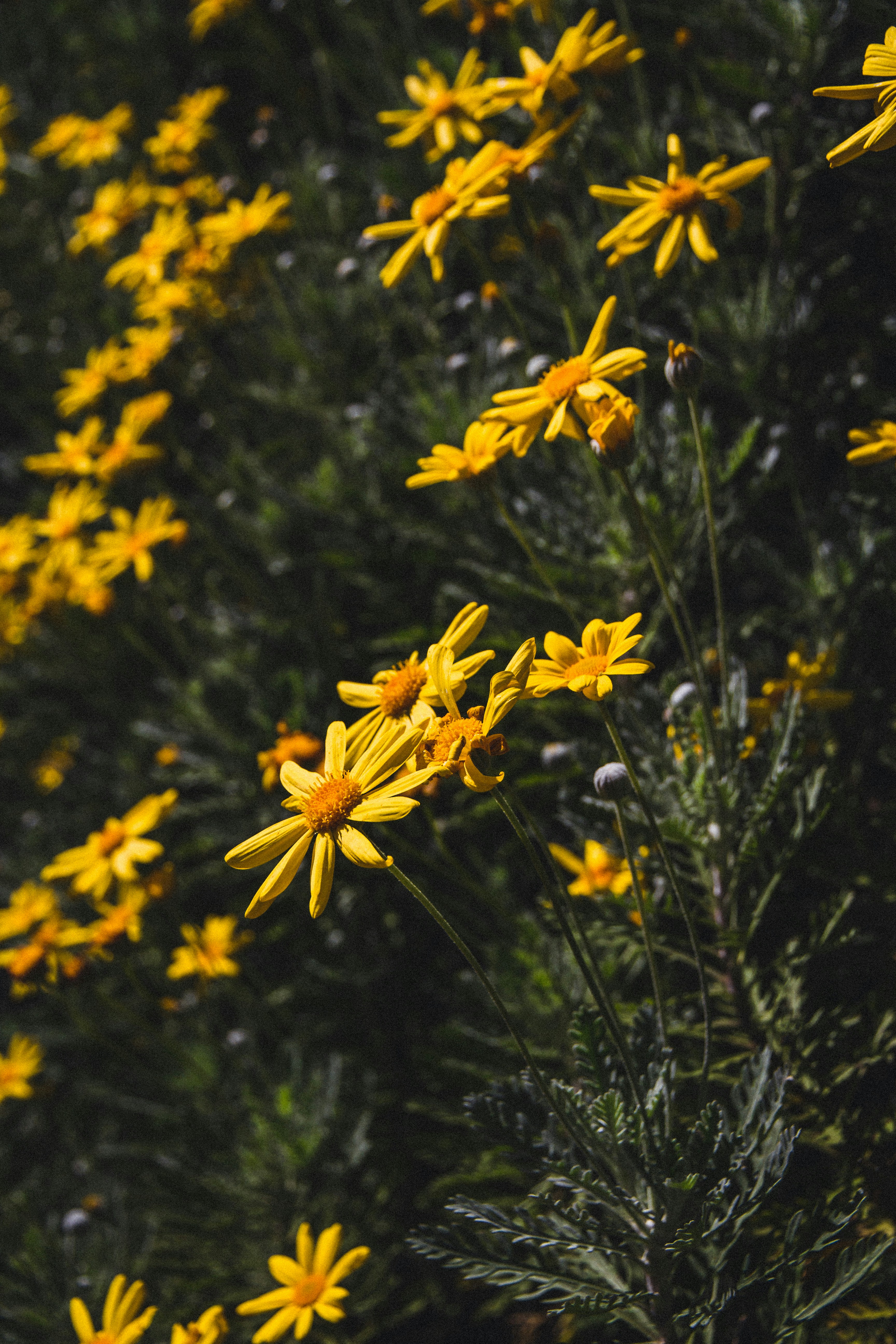 Daisy Flower Pictures | Download Free Images on Unsplash