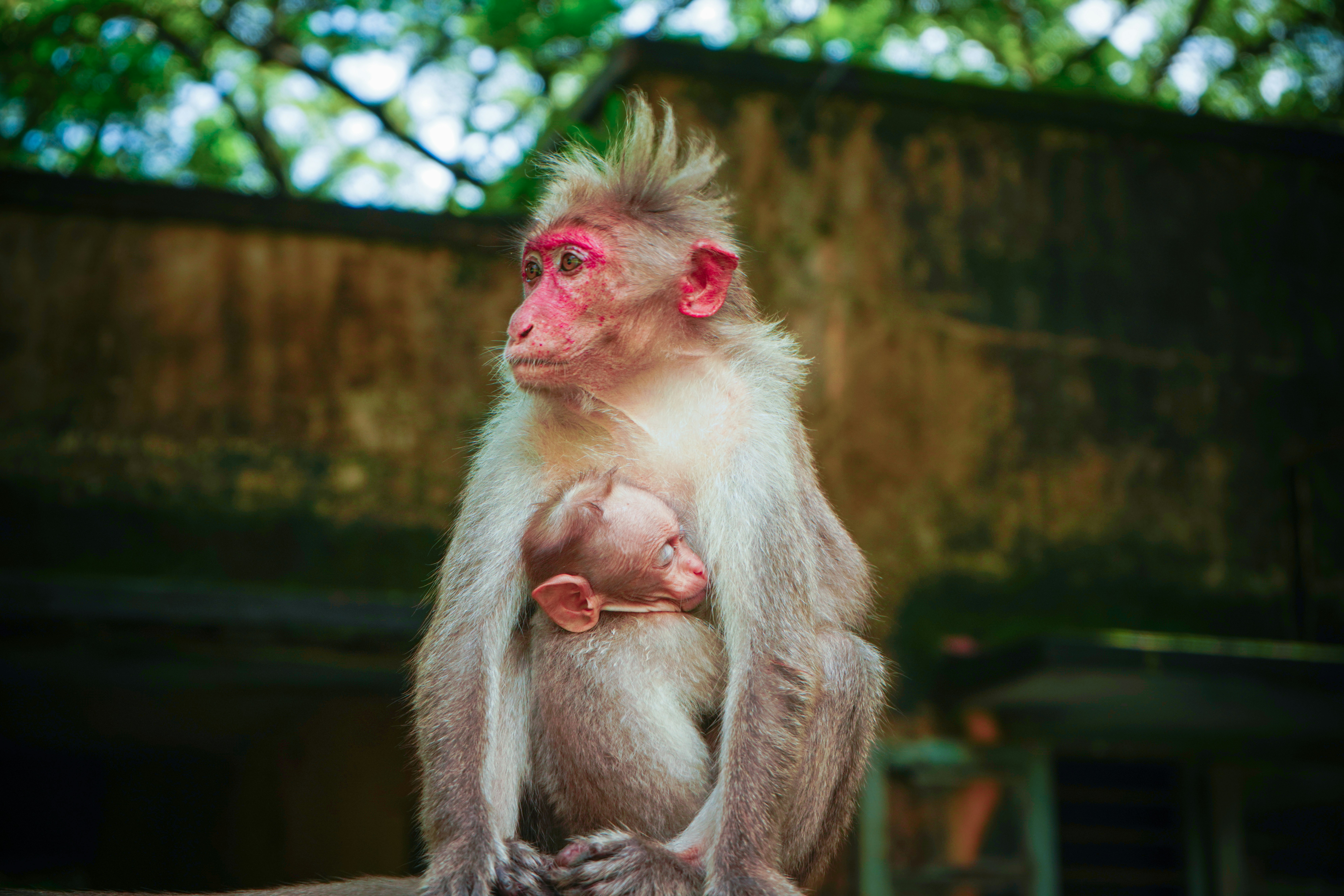 Quiet Vigil: A Macaque Mother Safeguards Her Infant