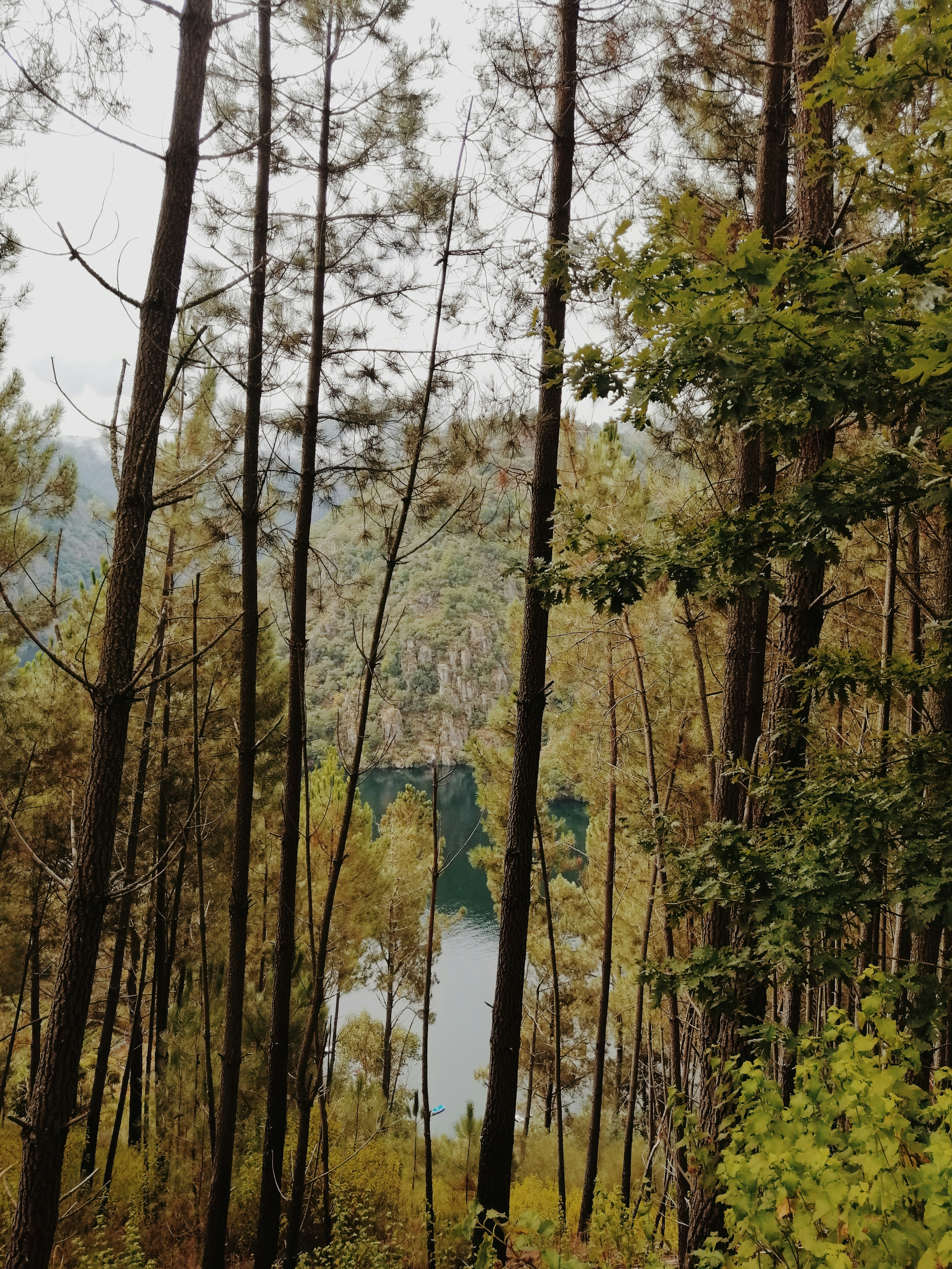 Lush green trees frame a tranquil lake nestled among the hills, showcasing a harmonious blend of nature's elements.