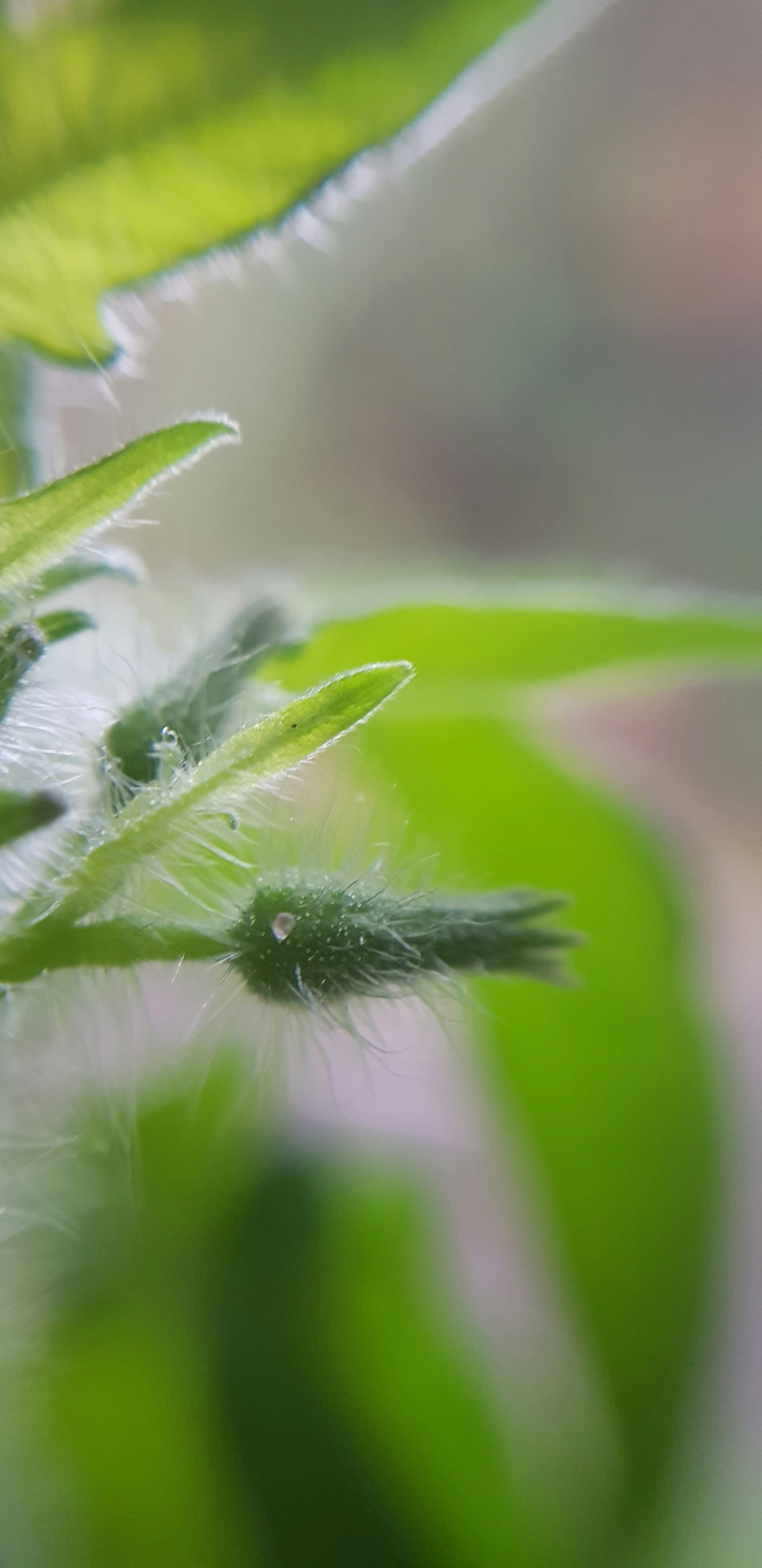 Viridi Green (@viridigreen) | Unsplashフォトコミュニティ